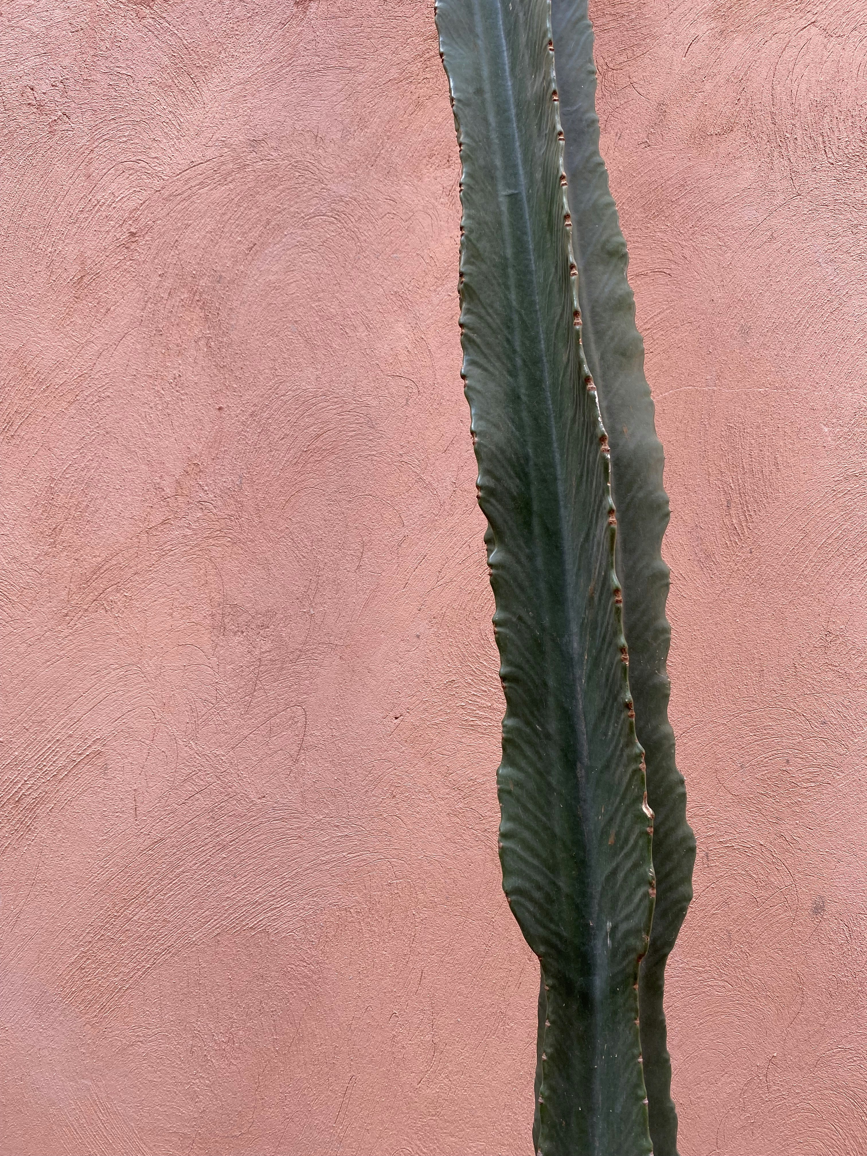 Cactus on pink background