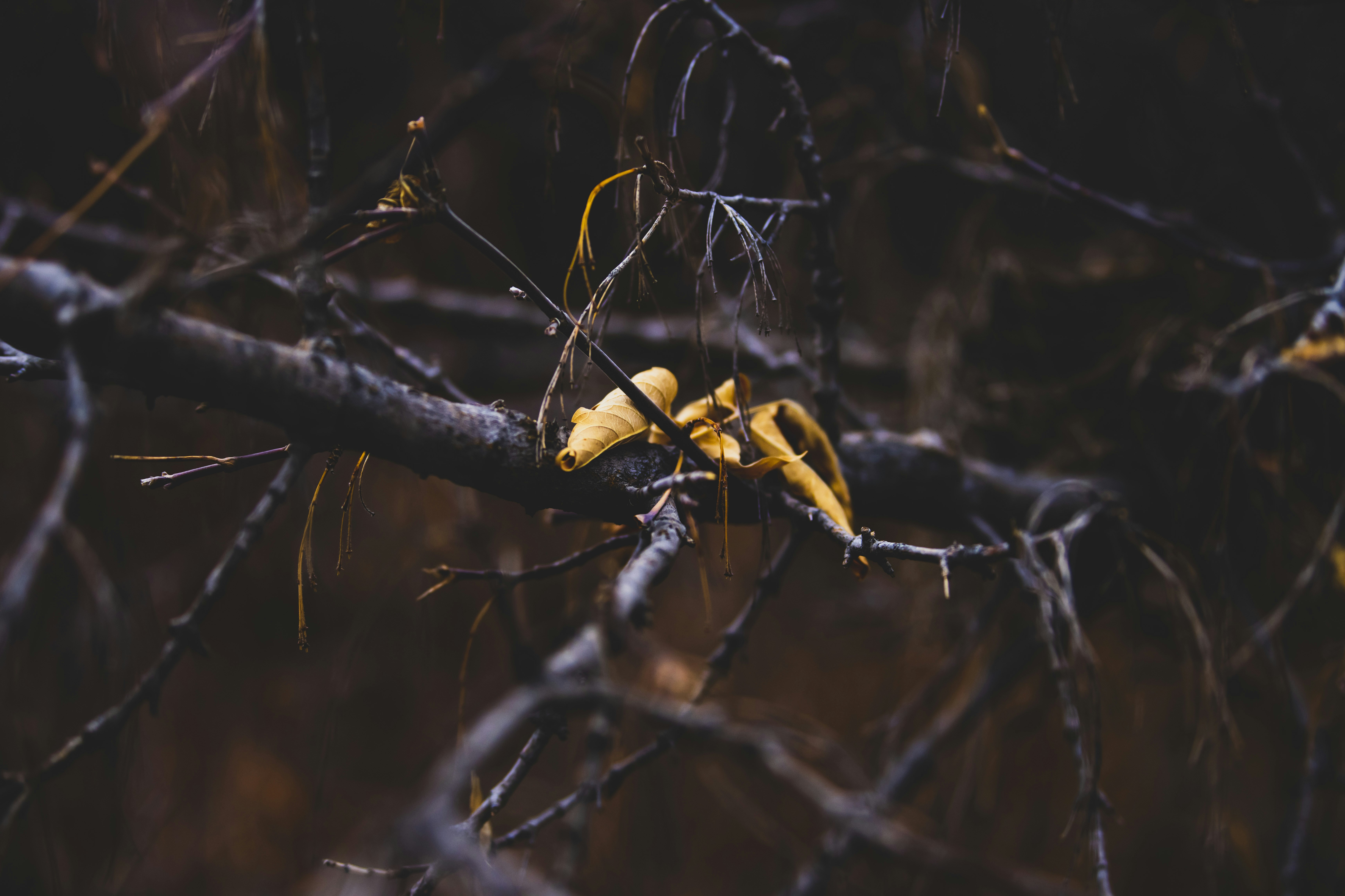 Amber Fragment in a Velvet Thicket