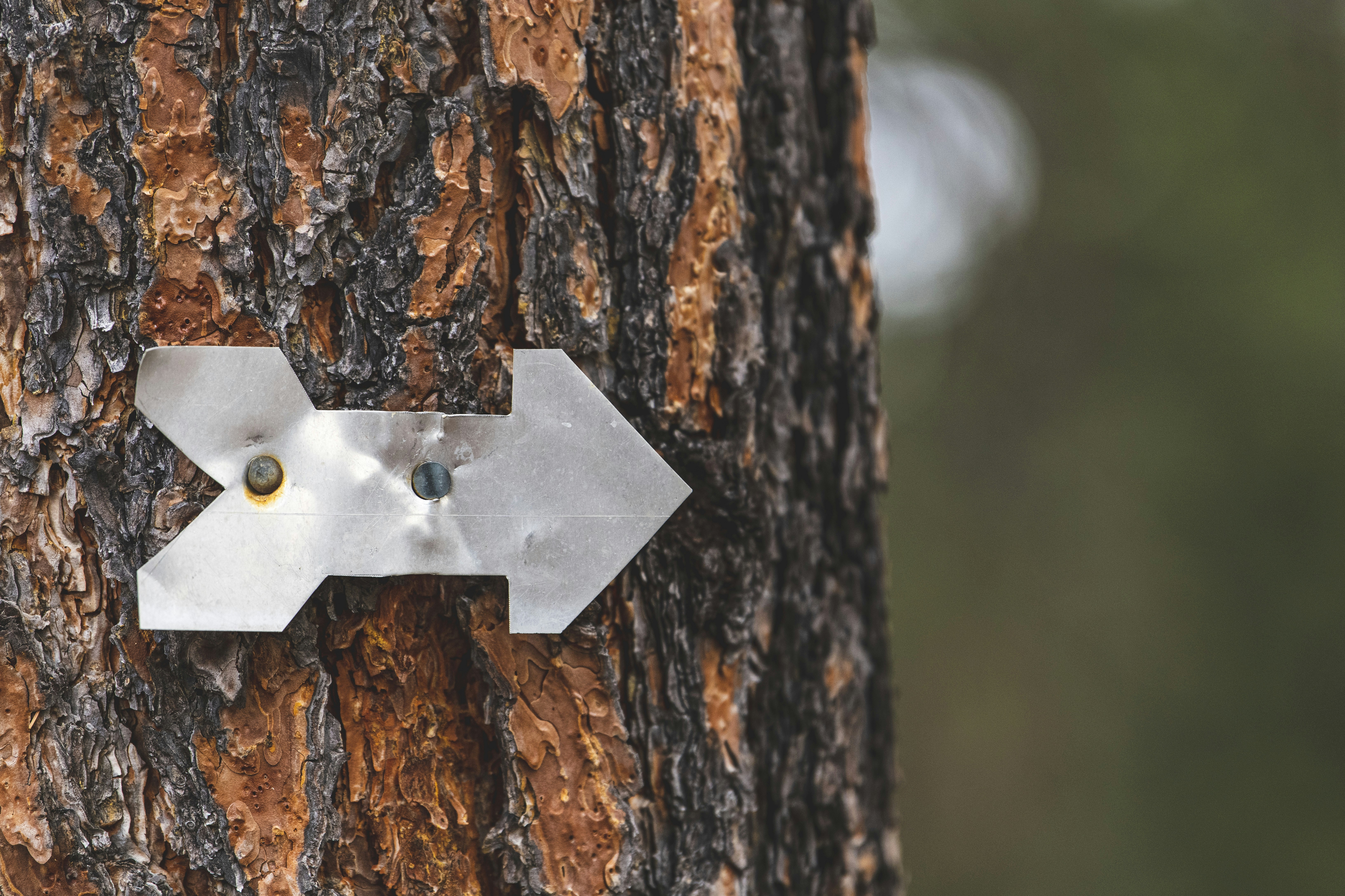 Arrow Emblem on Pine Bark: A Quiet Forest Signpost Moment