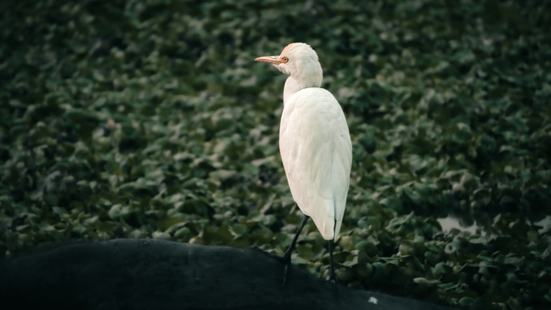 Cranes vs. Herons - What's the Difference? | This vs. That Cranes vs. Herons - What's the Difference? | This vs. That
