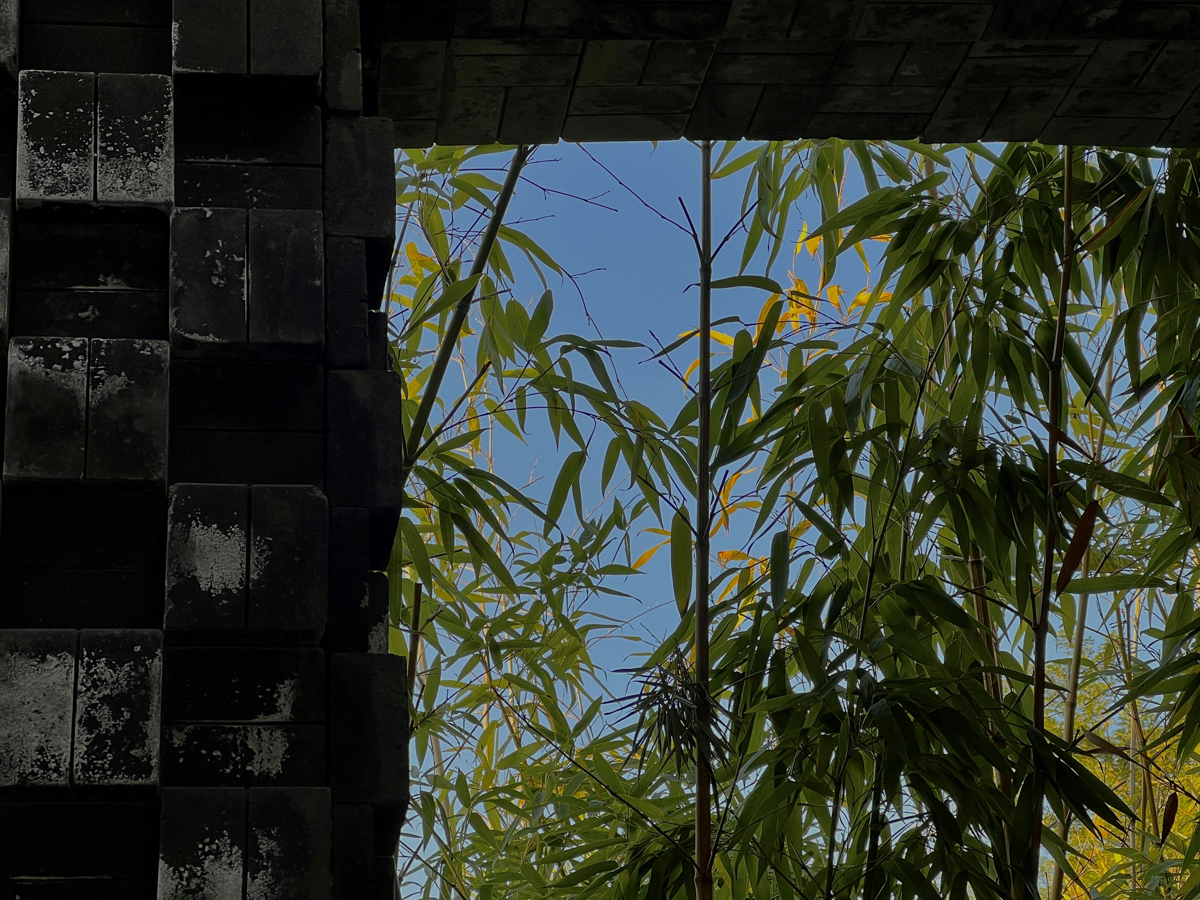 a view of a bamboo tree through a window