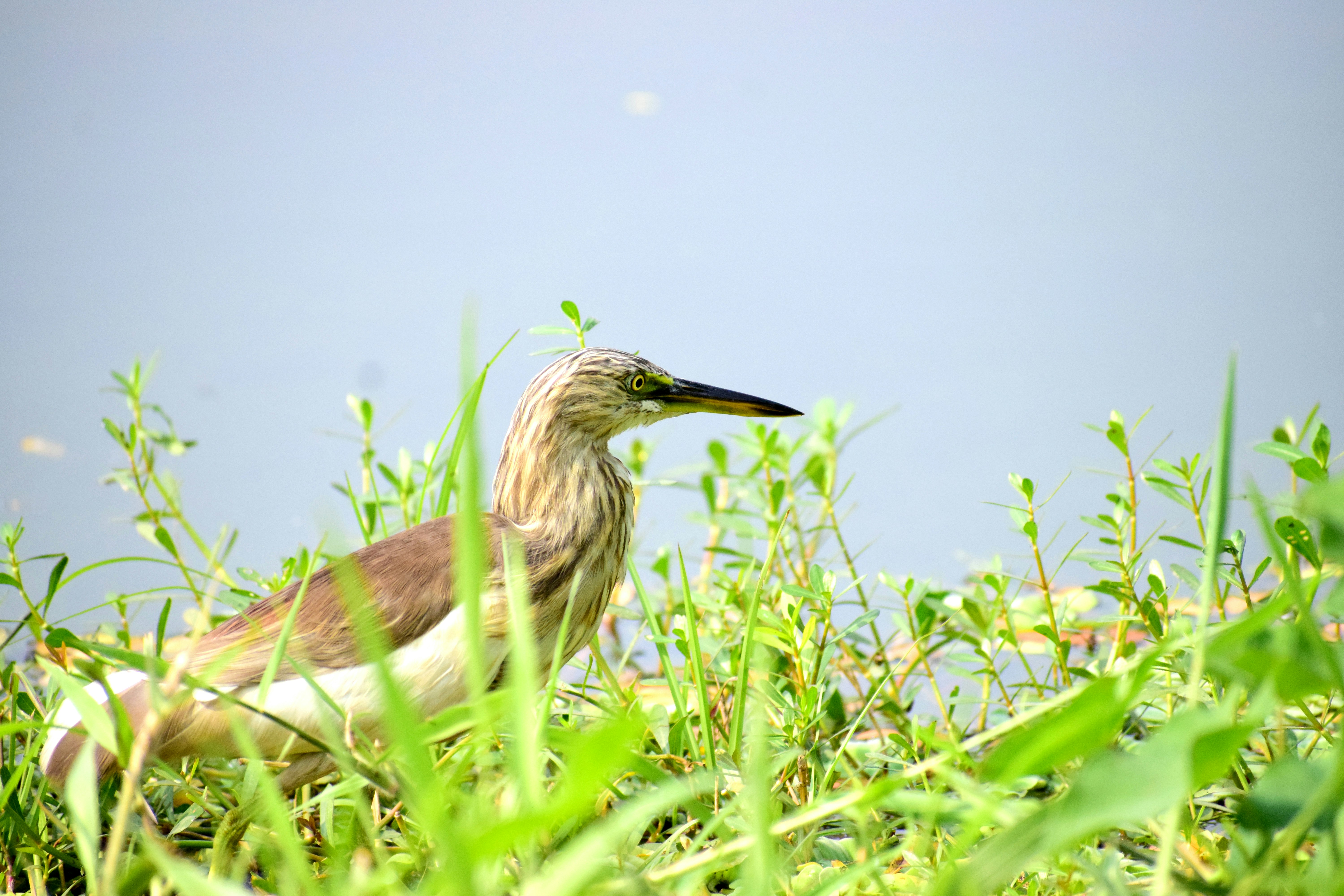 Heron poised in lush grass by a serene water body under clear skies.
