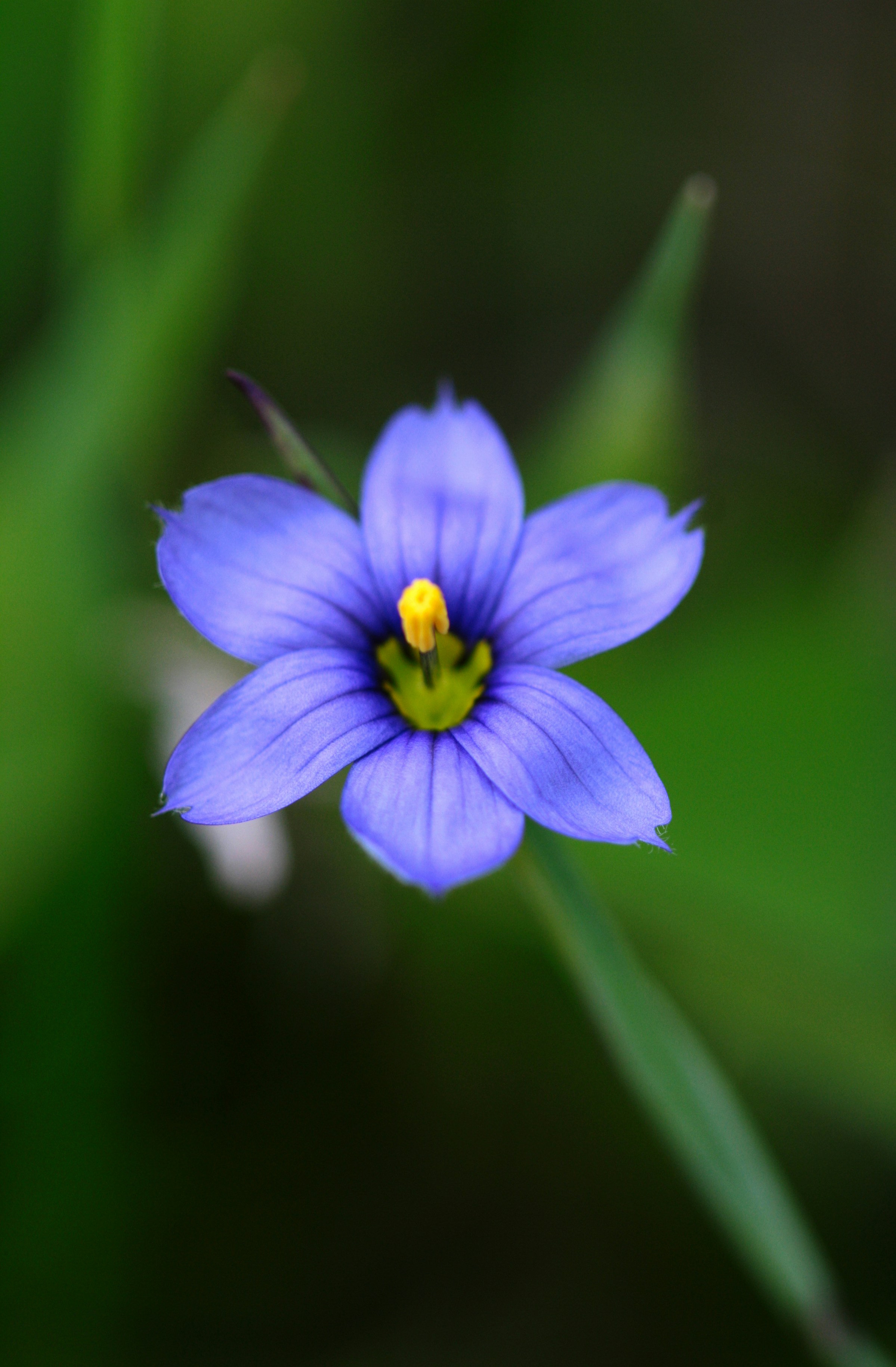 A vibrant violet flower with delicate petals and a yellow center surrounded by lush green foliage.