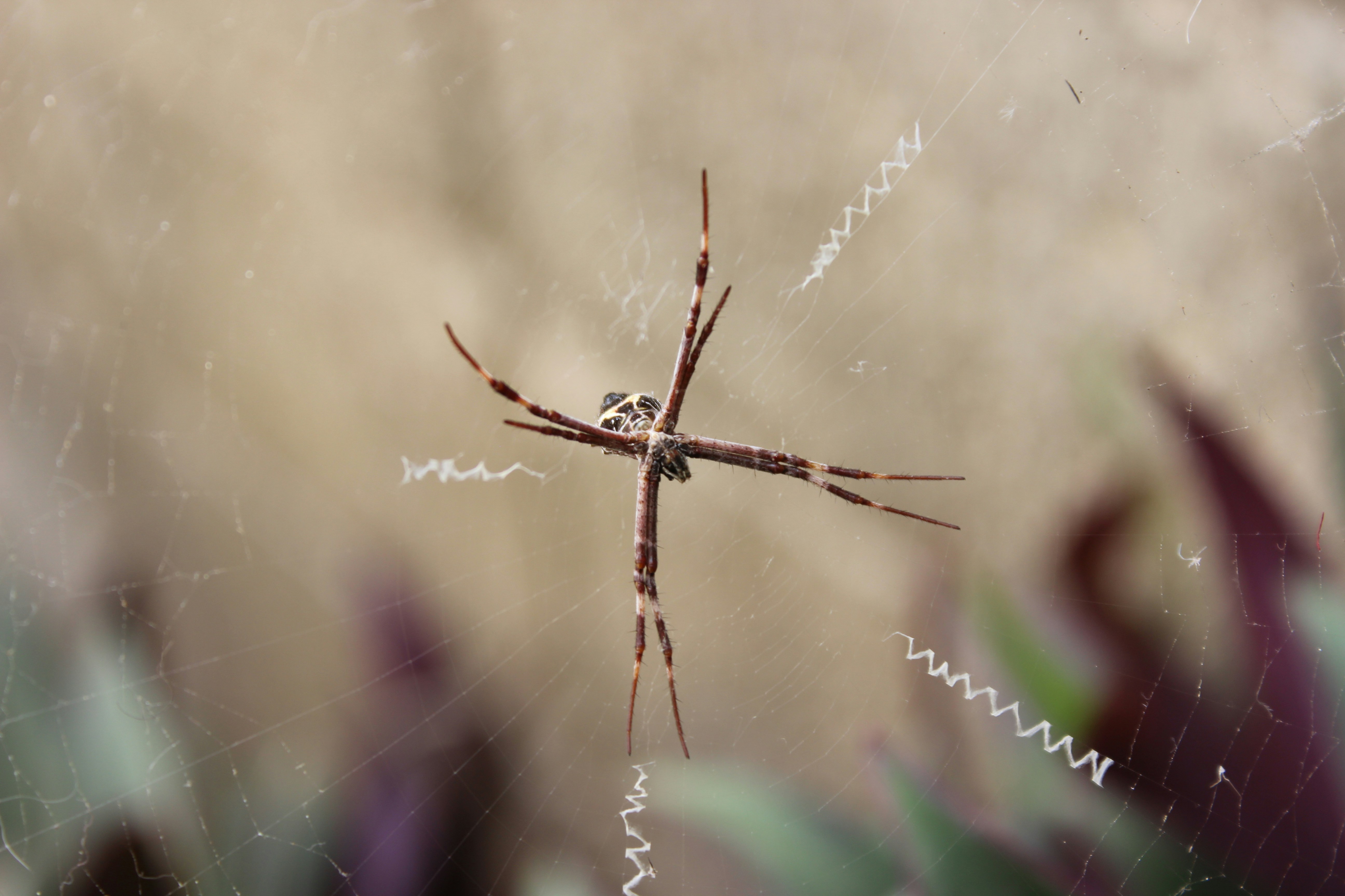 A spider sitting on top of a spider web