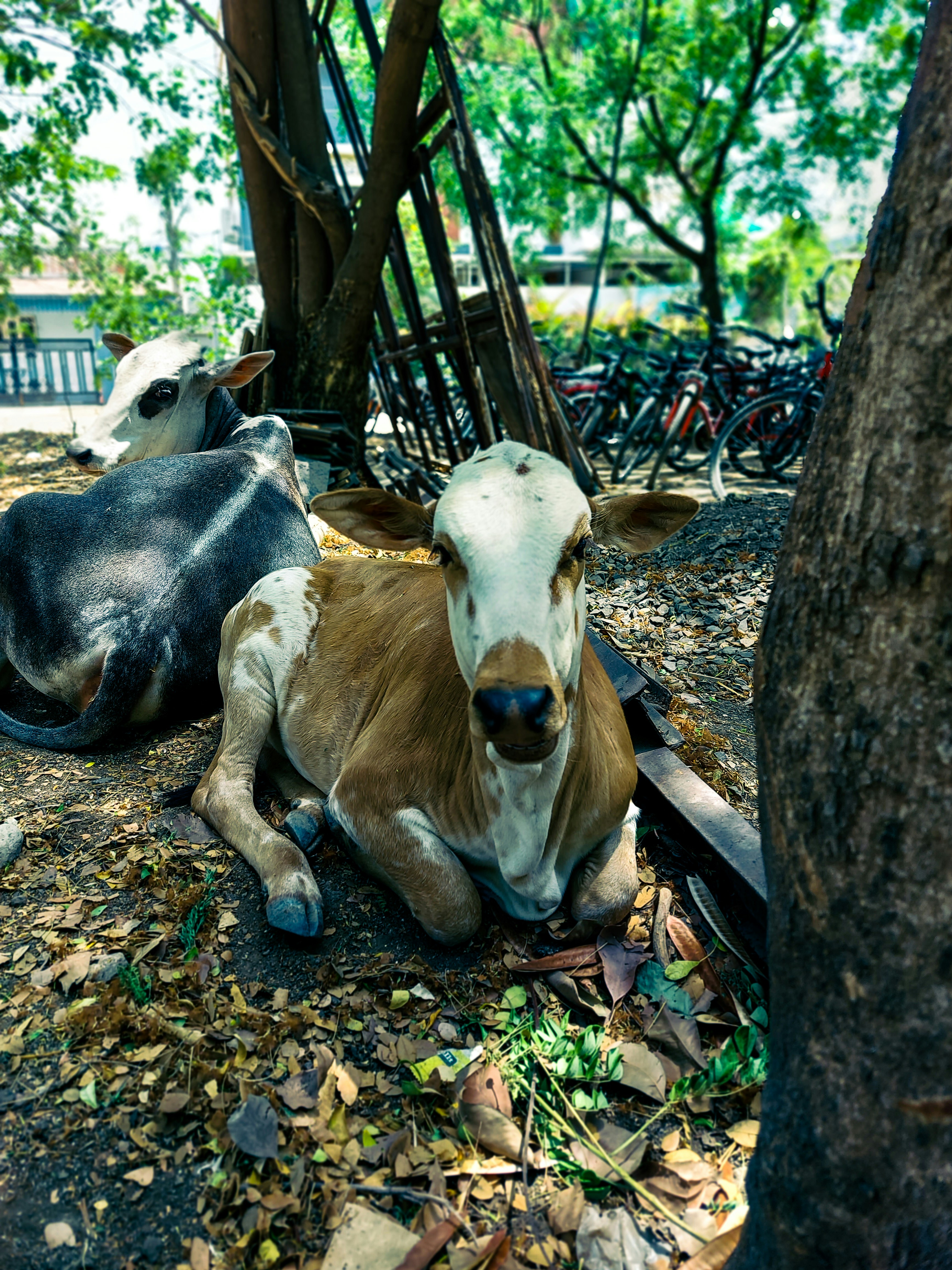 White Cow Gaze in the Shade: Calm Moment Amid Bicycles
