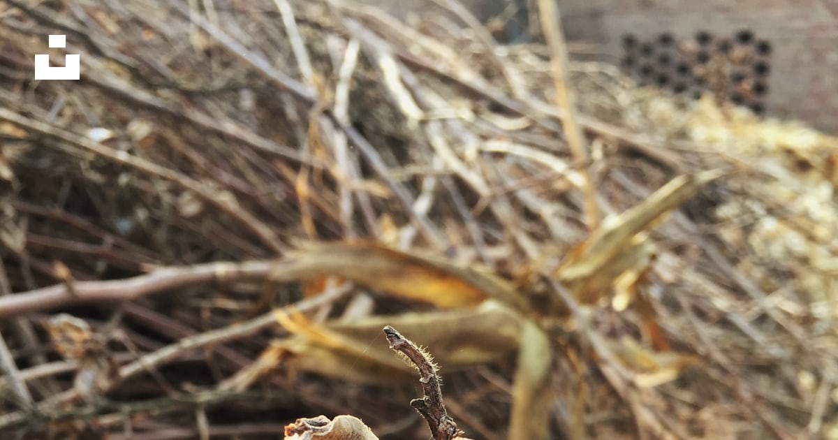 A Close Up Of A Dead Flower On The Ground Photo Free Nature Dark