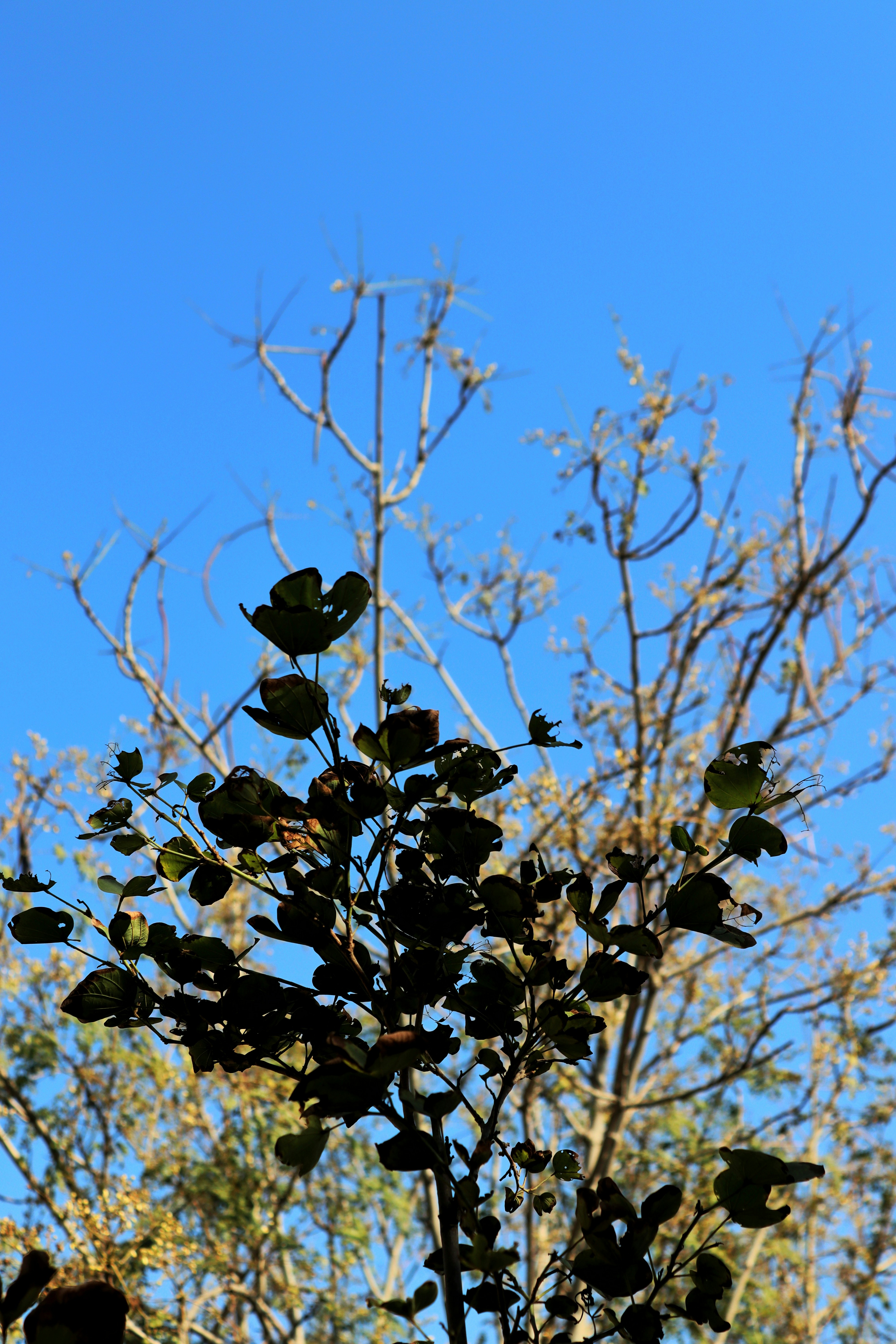 Photo by Anees Ur Rehman with Canon EOS 250D