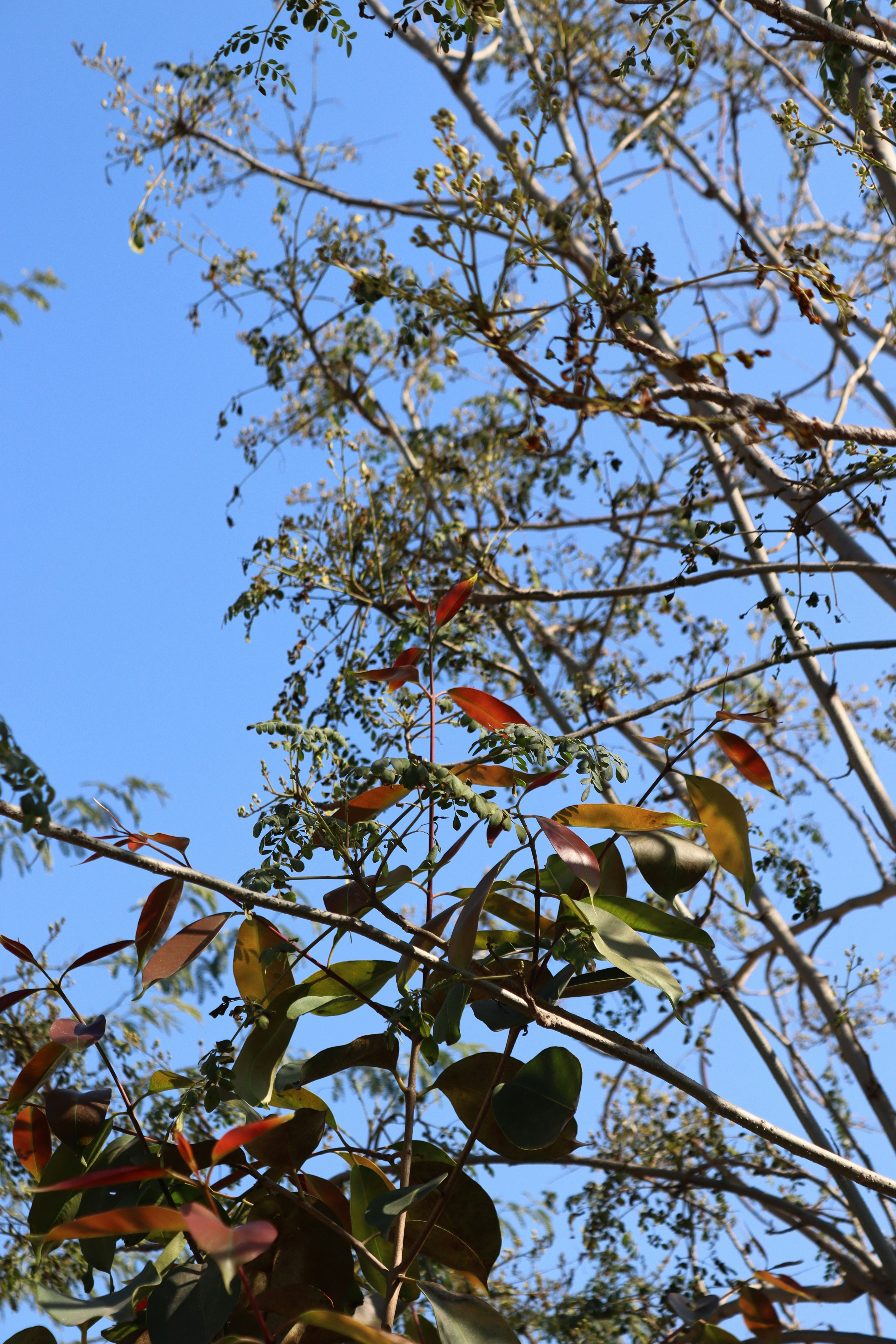 a leafy tree with a blue sky in the background