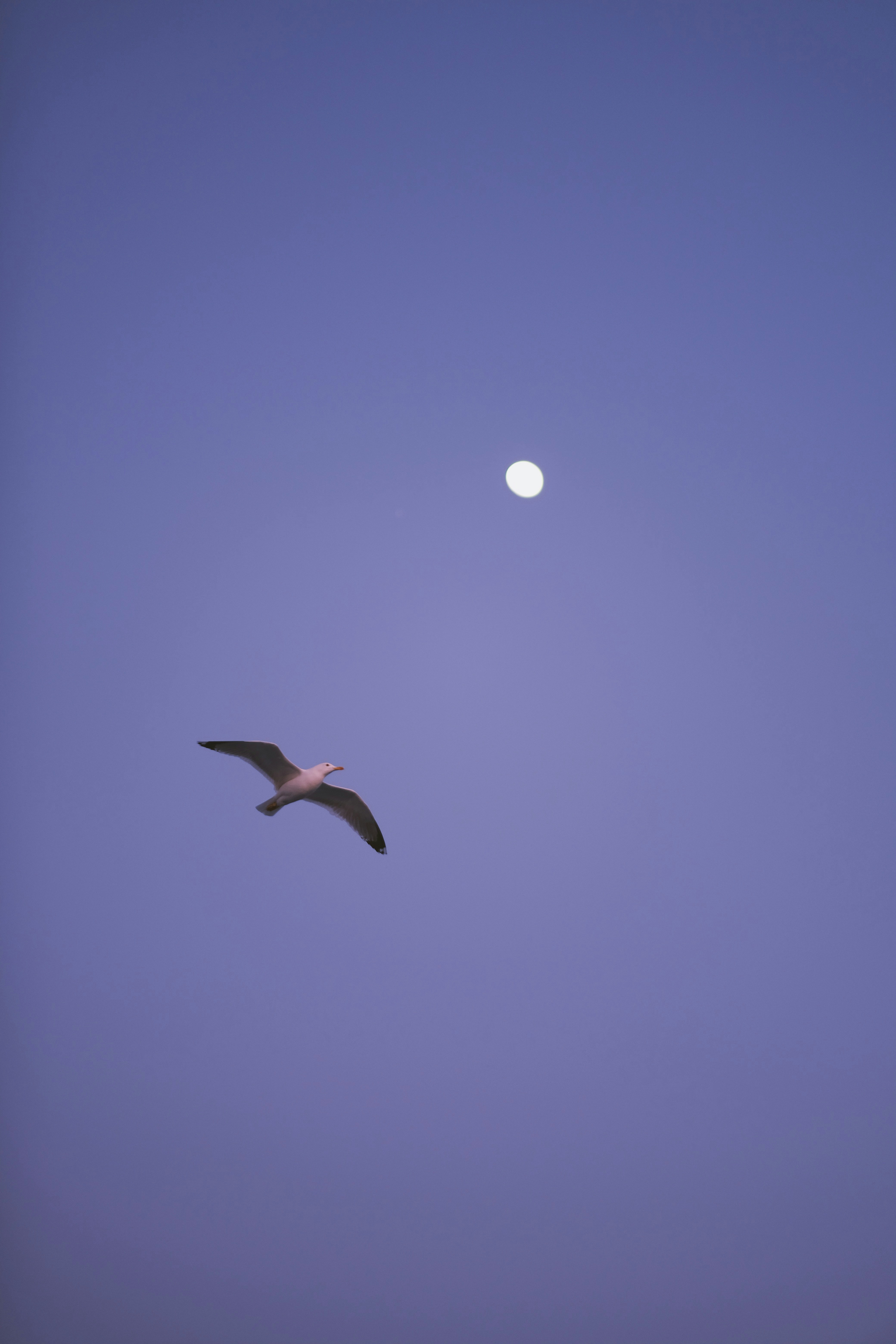 a bird flying in the air with a moon in the background