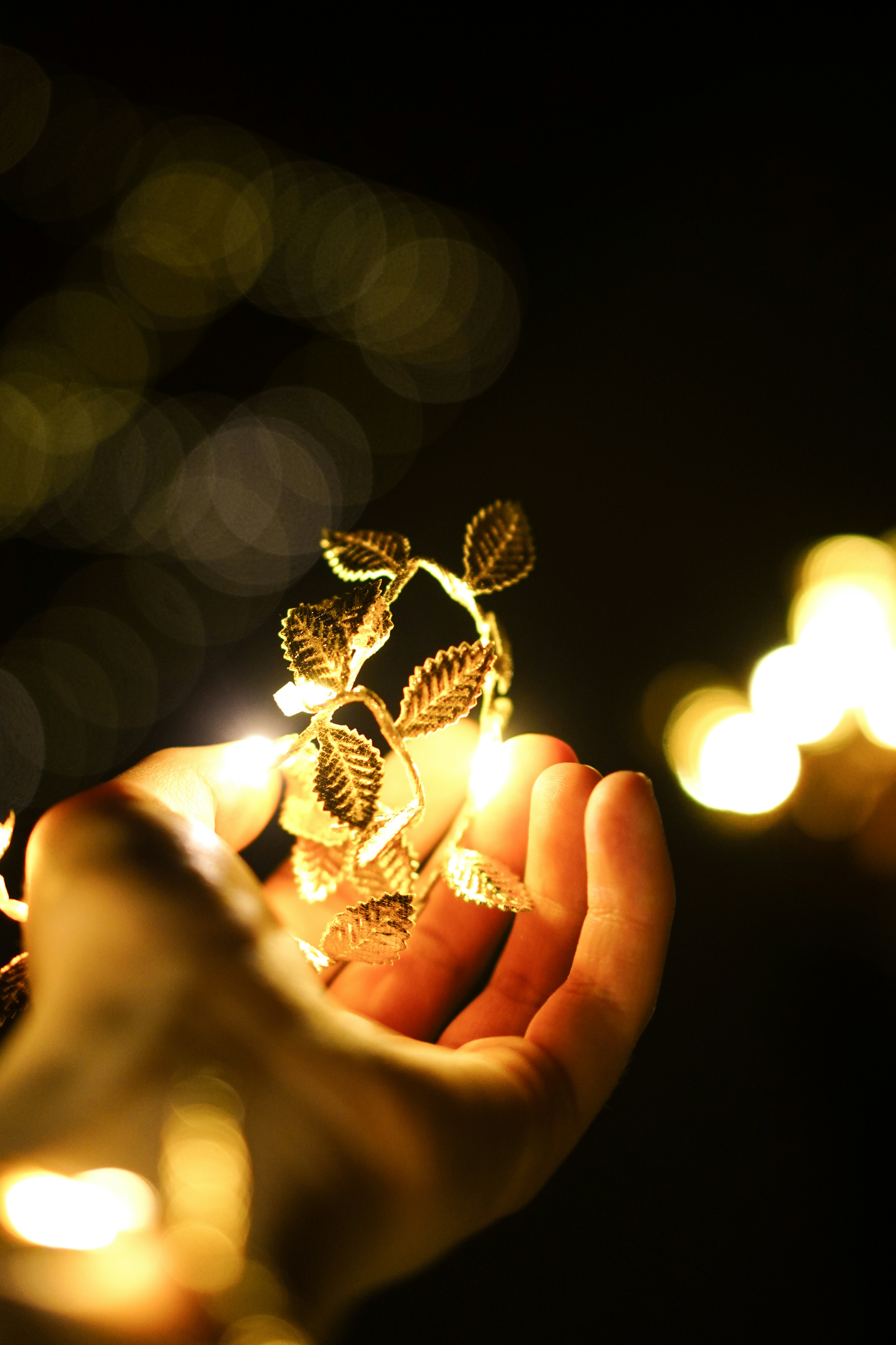 Amber Sprig Cradled by Night Bokeh