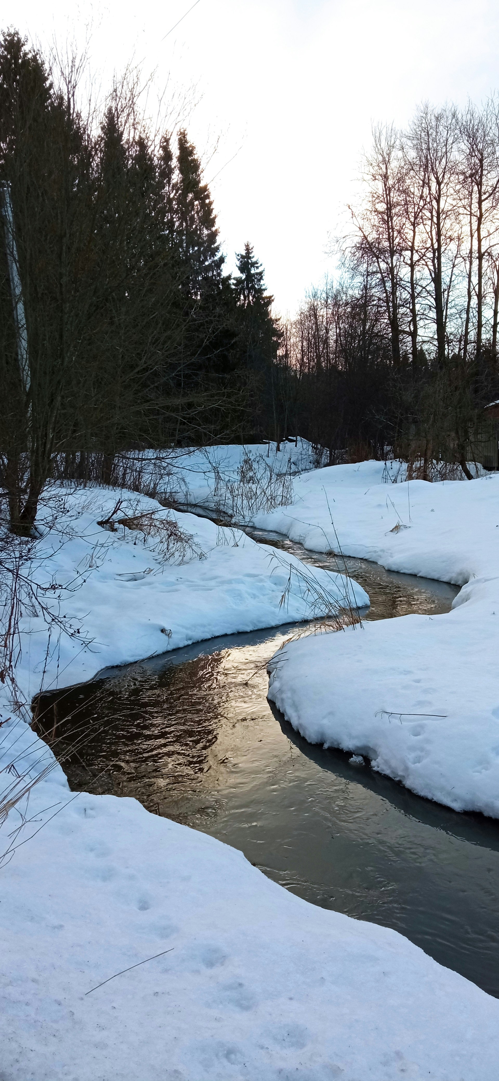 Snow blankets the riverbanks as a narrow stream winds through a leafless pine forest, reflecting the pale winter sky.