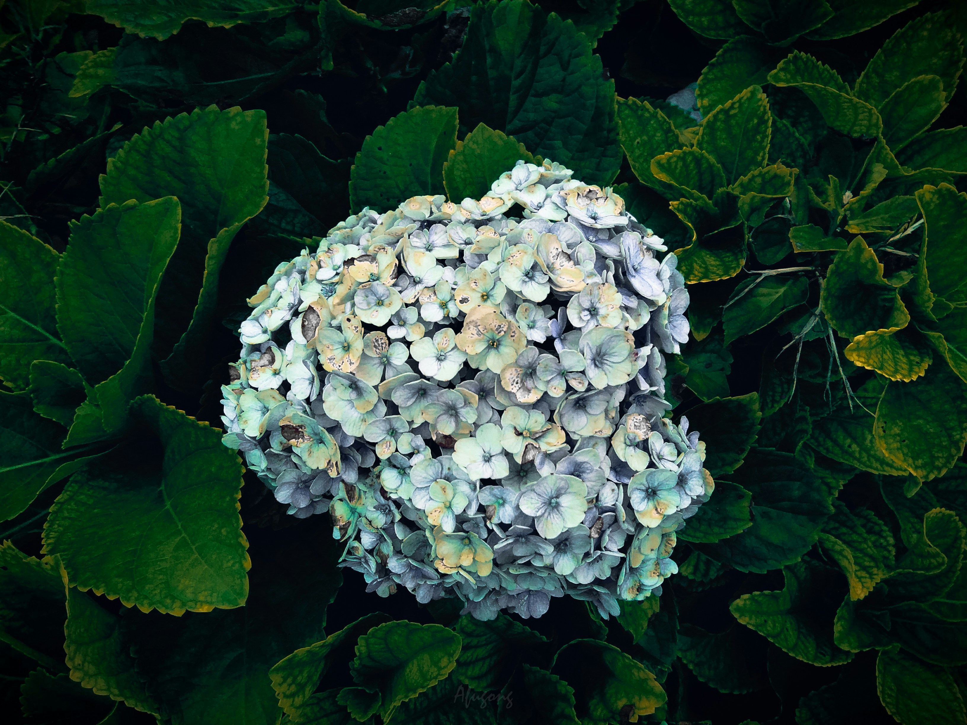 A cluster of delicate hydrangea blossoms surrounded by lush green leaves, showcasing nature's intricate beauty.