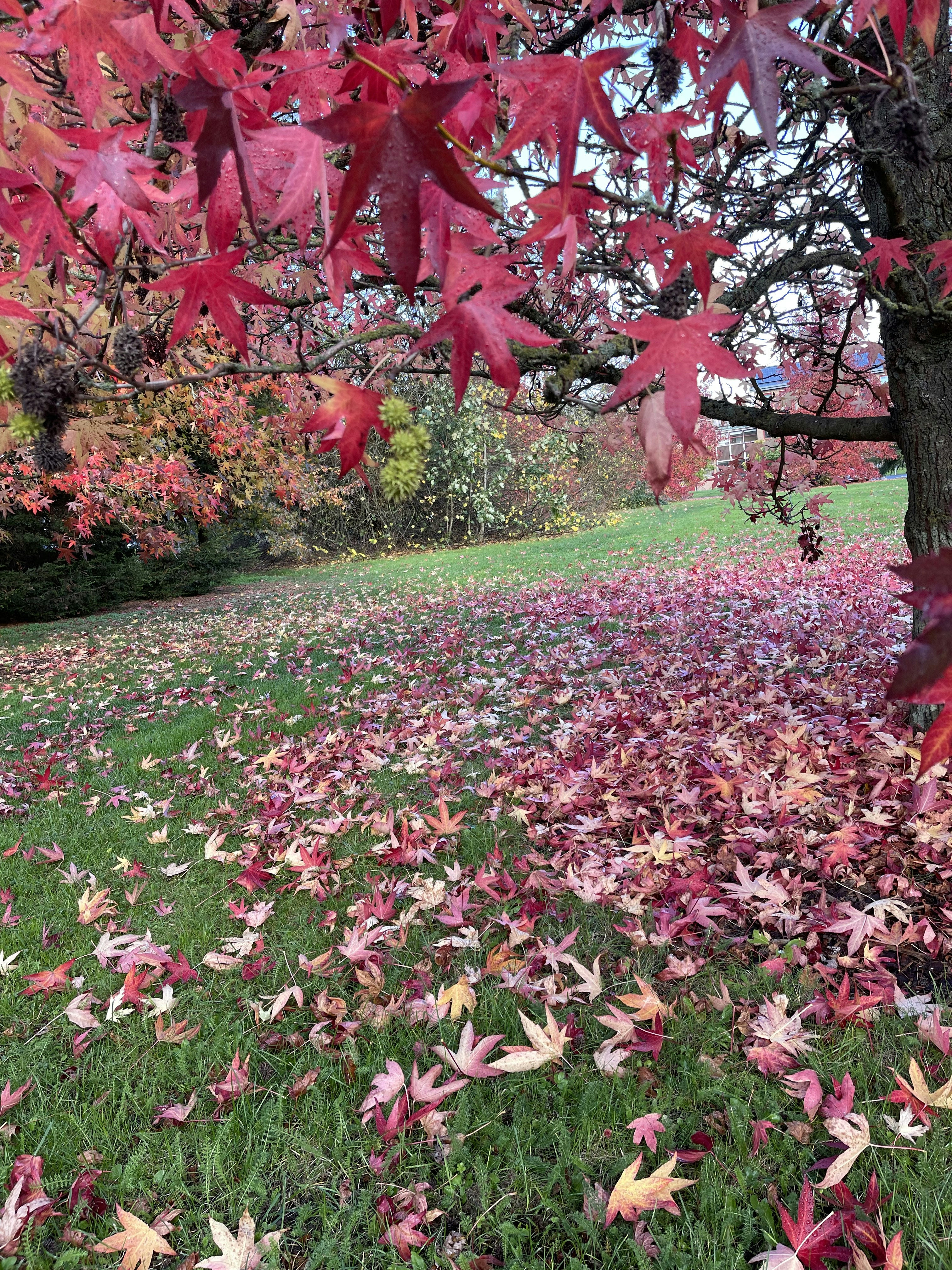 Un arbre aux feuilles rouges dans une zone herbeuse photo – Photo ...