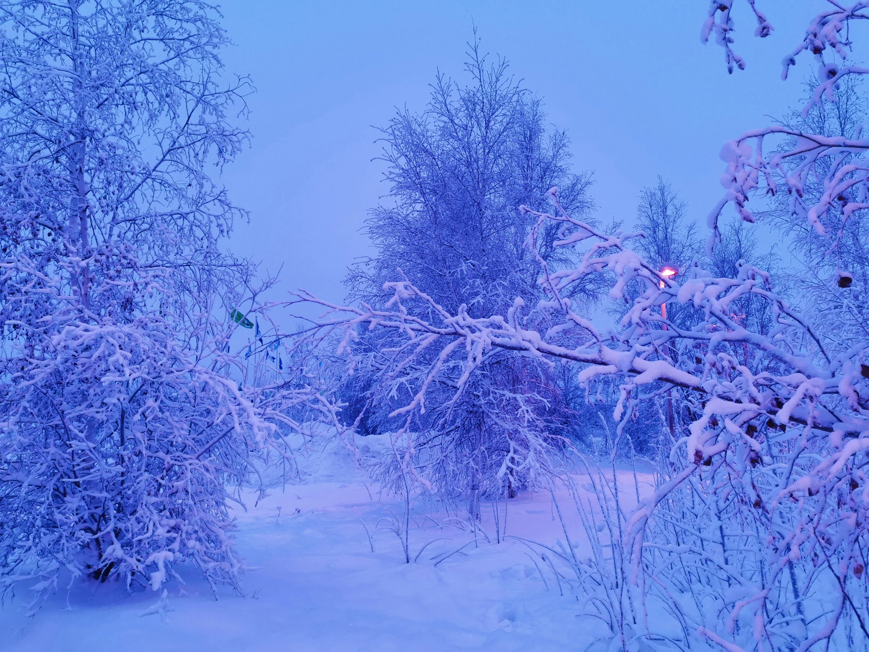 A snow covered path through a snowy forest photo – Free Winter Image on ...