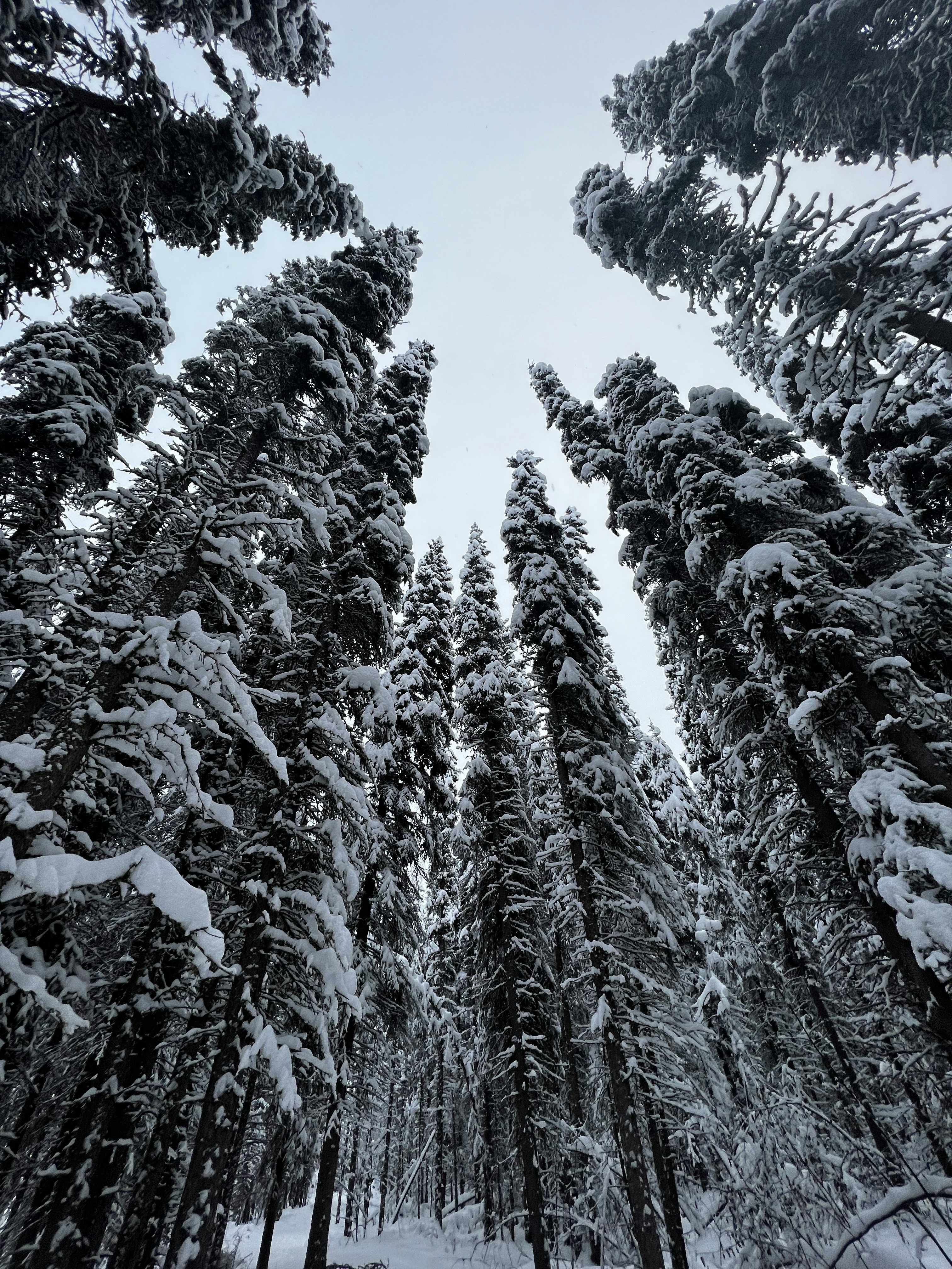 A forest filled with lots of snow covered trees photo – Free Snow Image ...