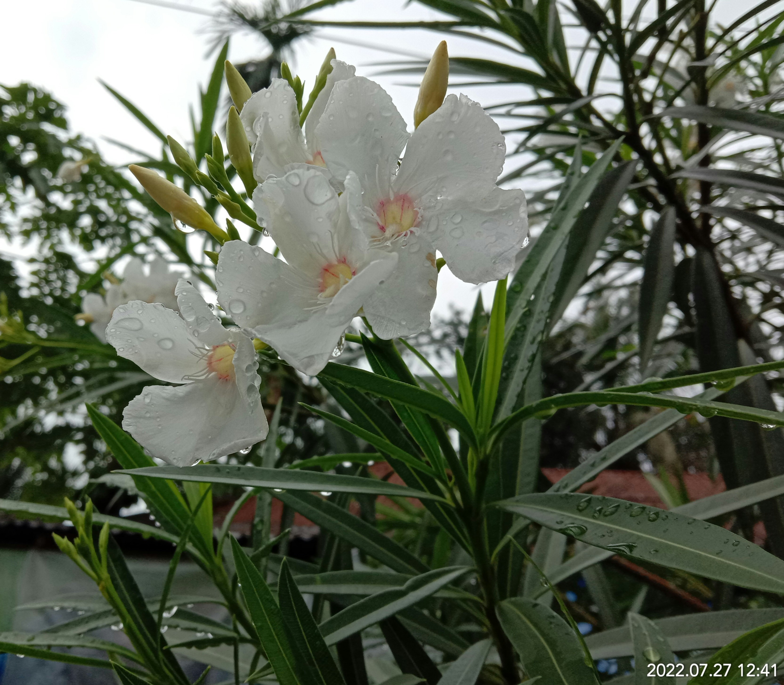 White Oleander Blooms in Rain-kissed Glade