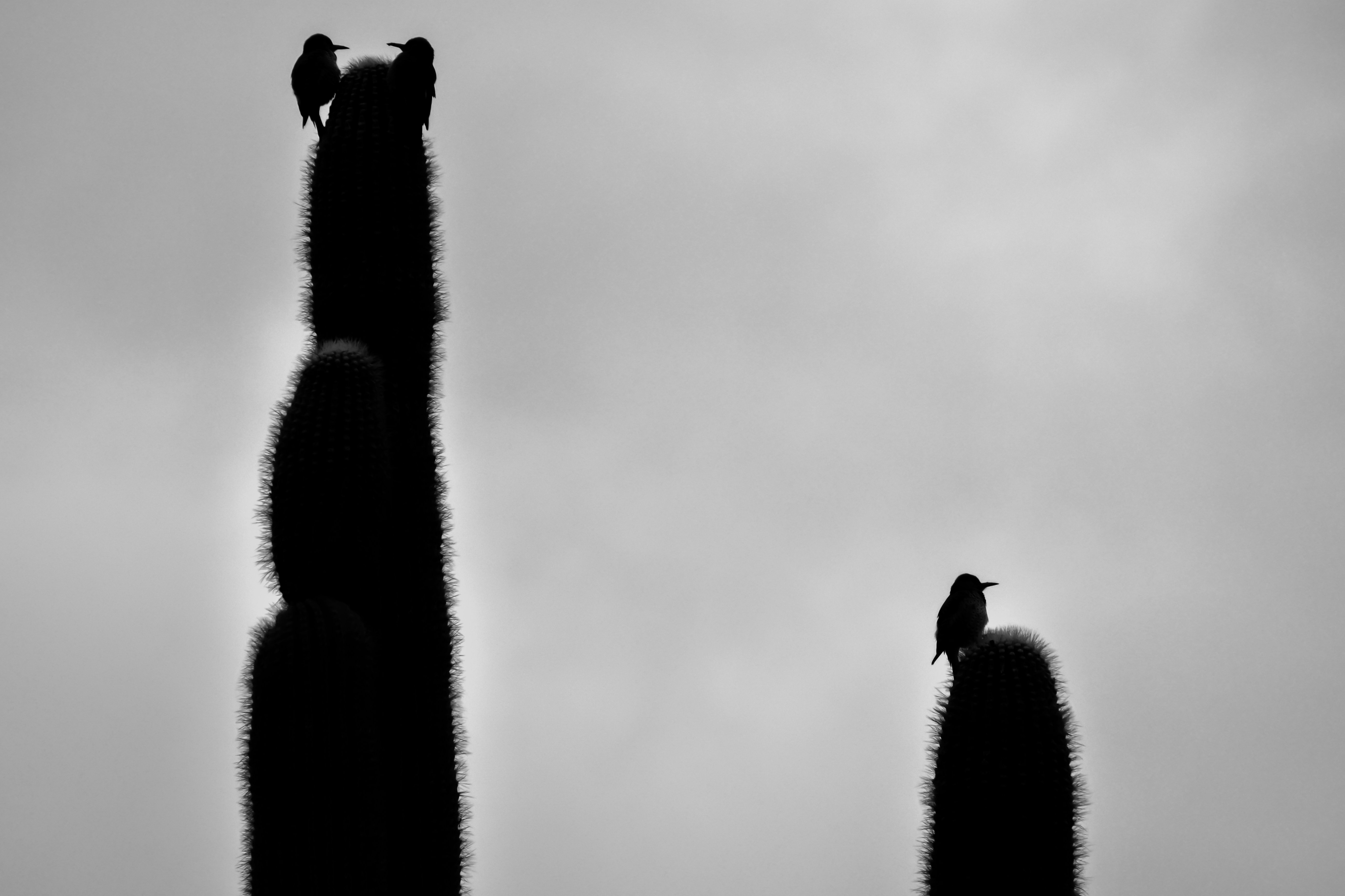 Sentinels in Silhouette: Birds Perched on Desert Cacti