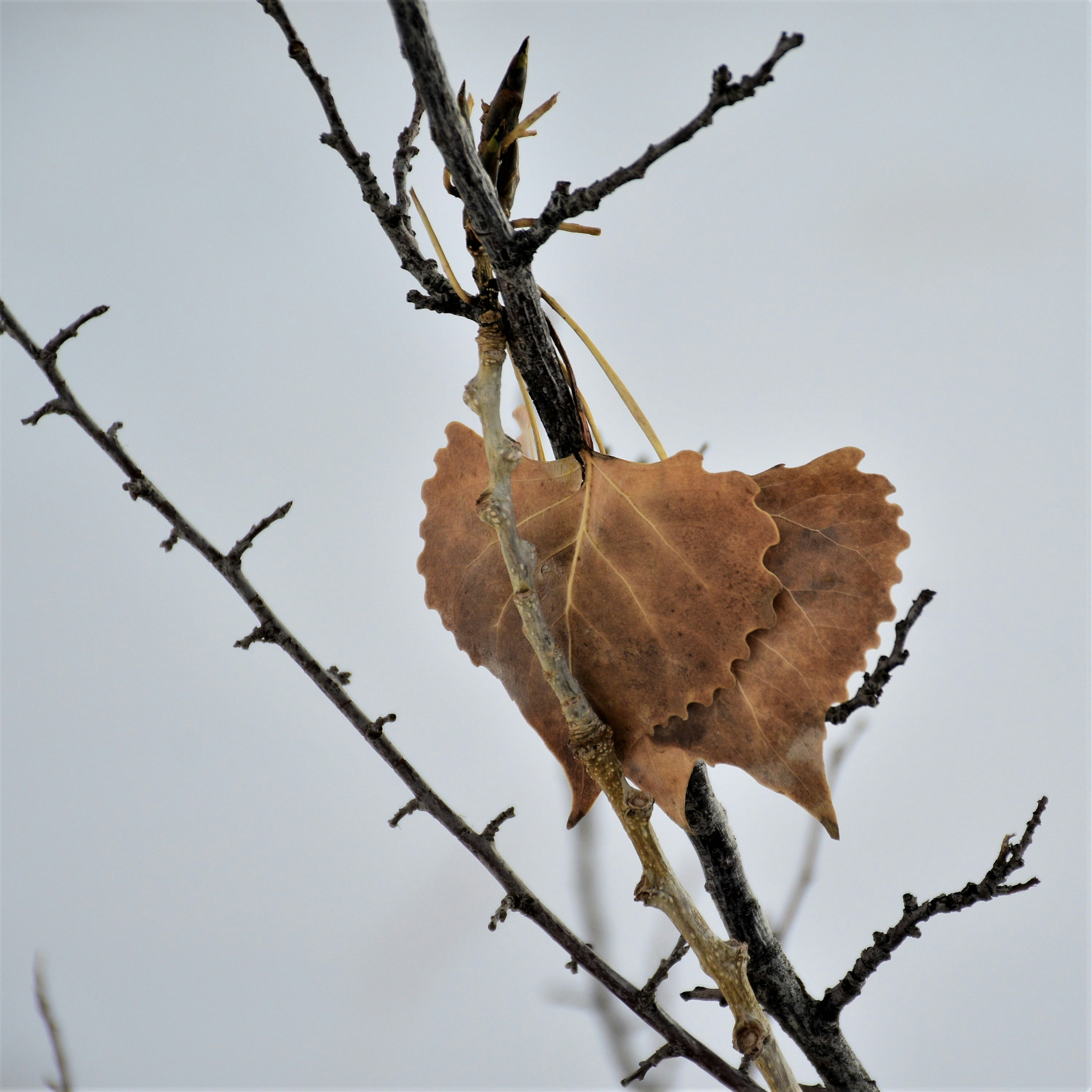 Tethered by Thorns: A Dried Leaf on Winter Branches