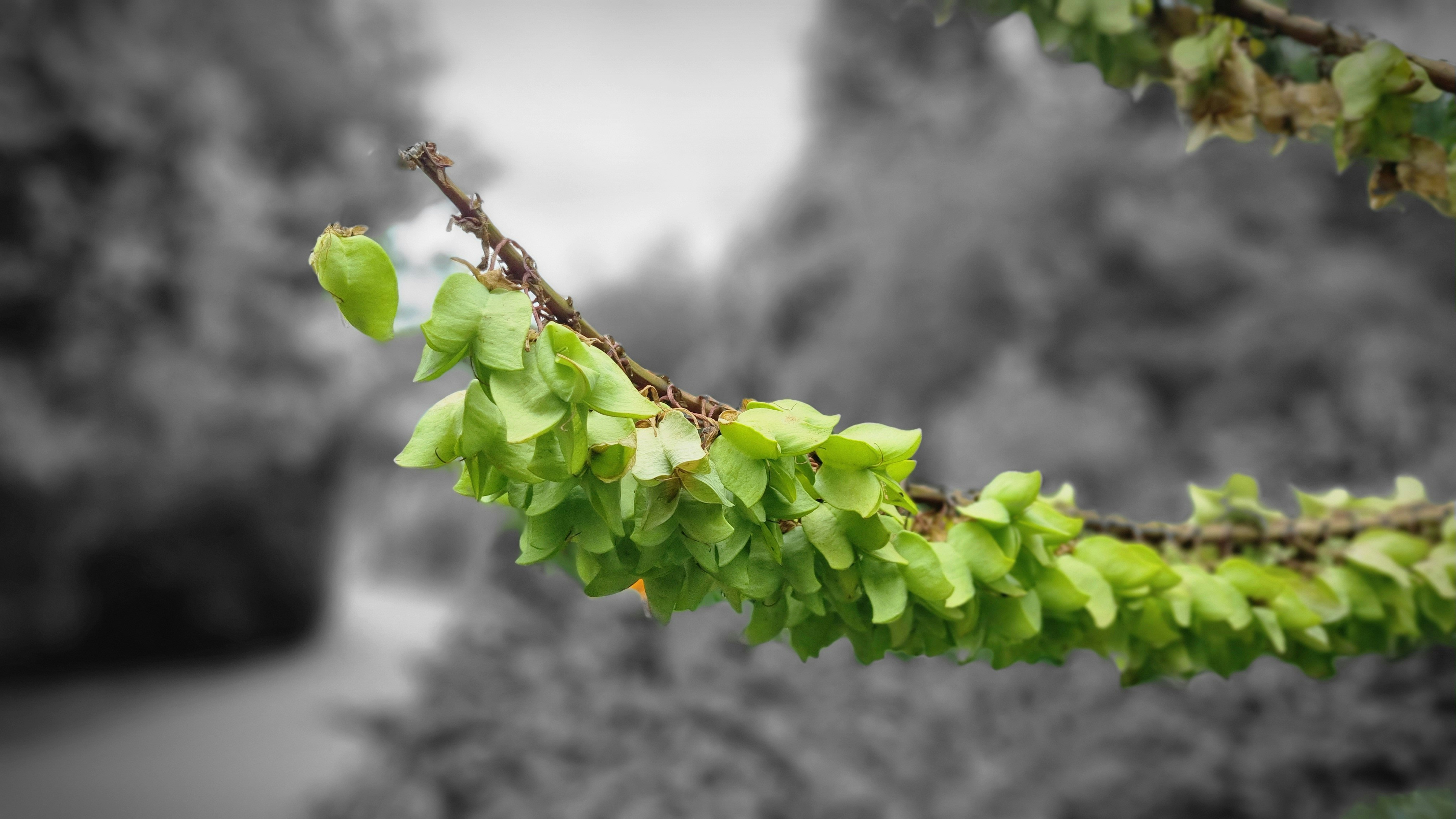 a branch with green leaves and a blurry background