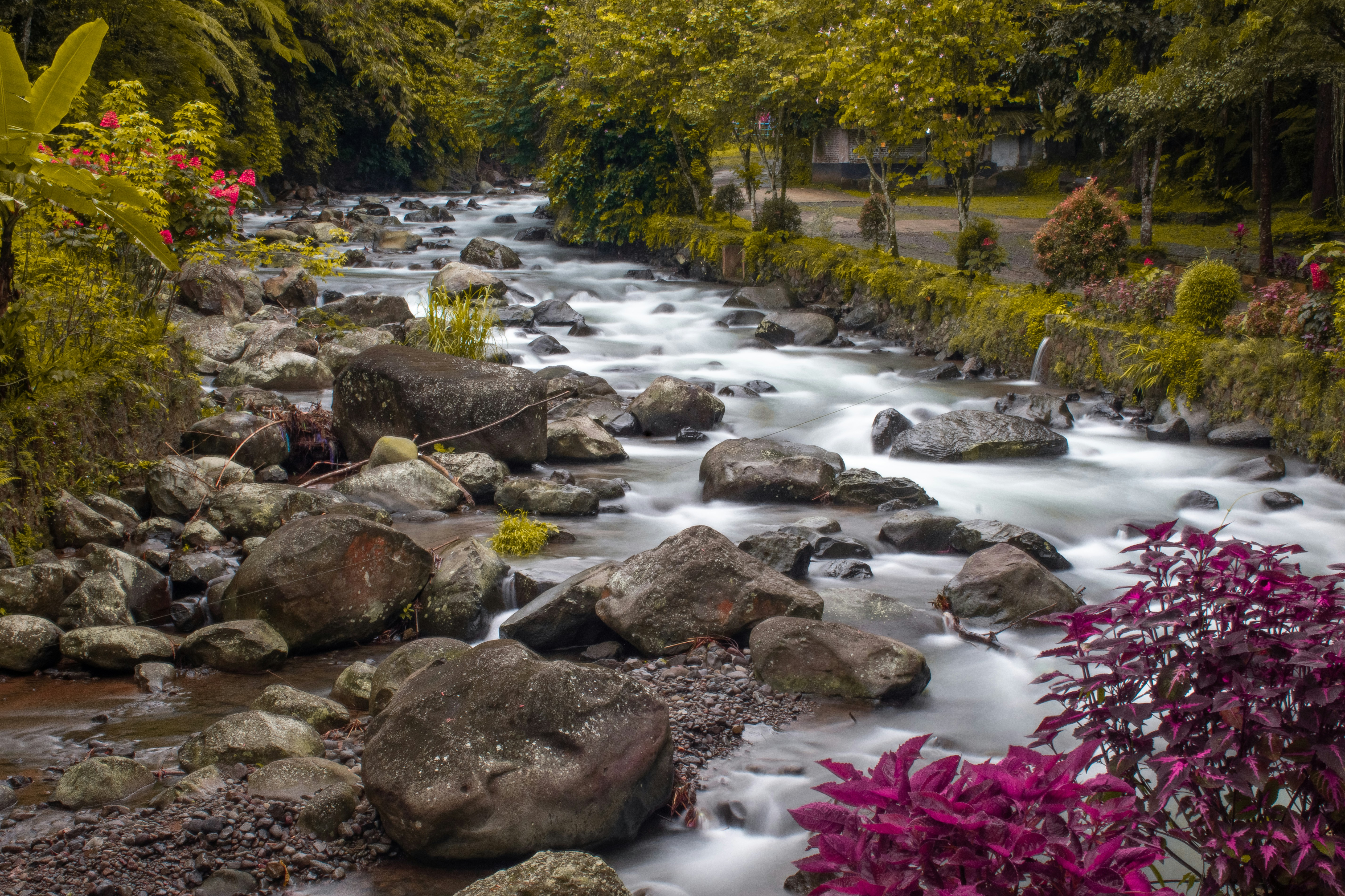Une rivière qui coule à travers une forêt verdoyante photo – Image ...