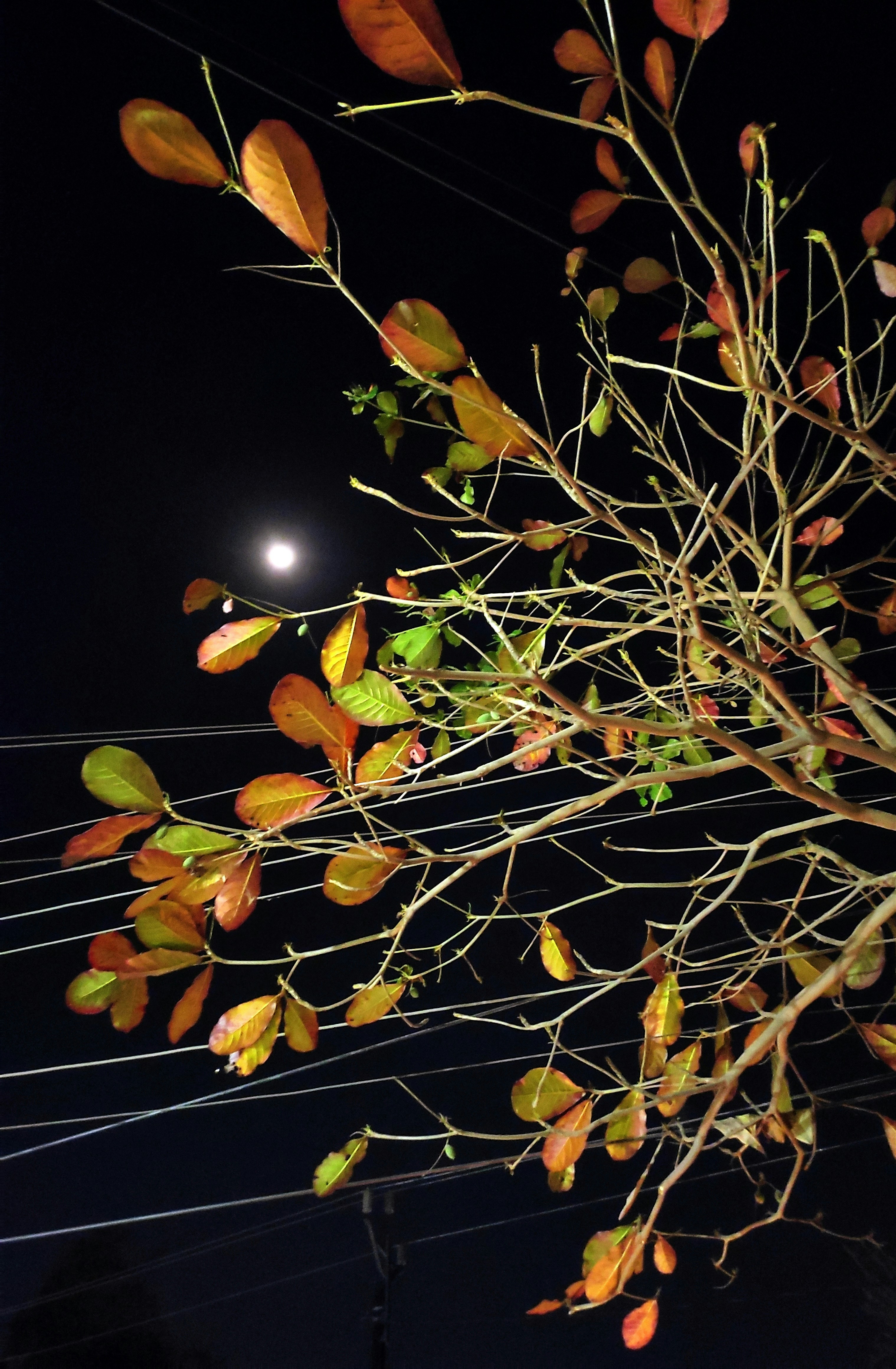 Moonlit Fronds and Night Wires