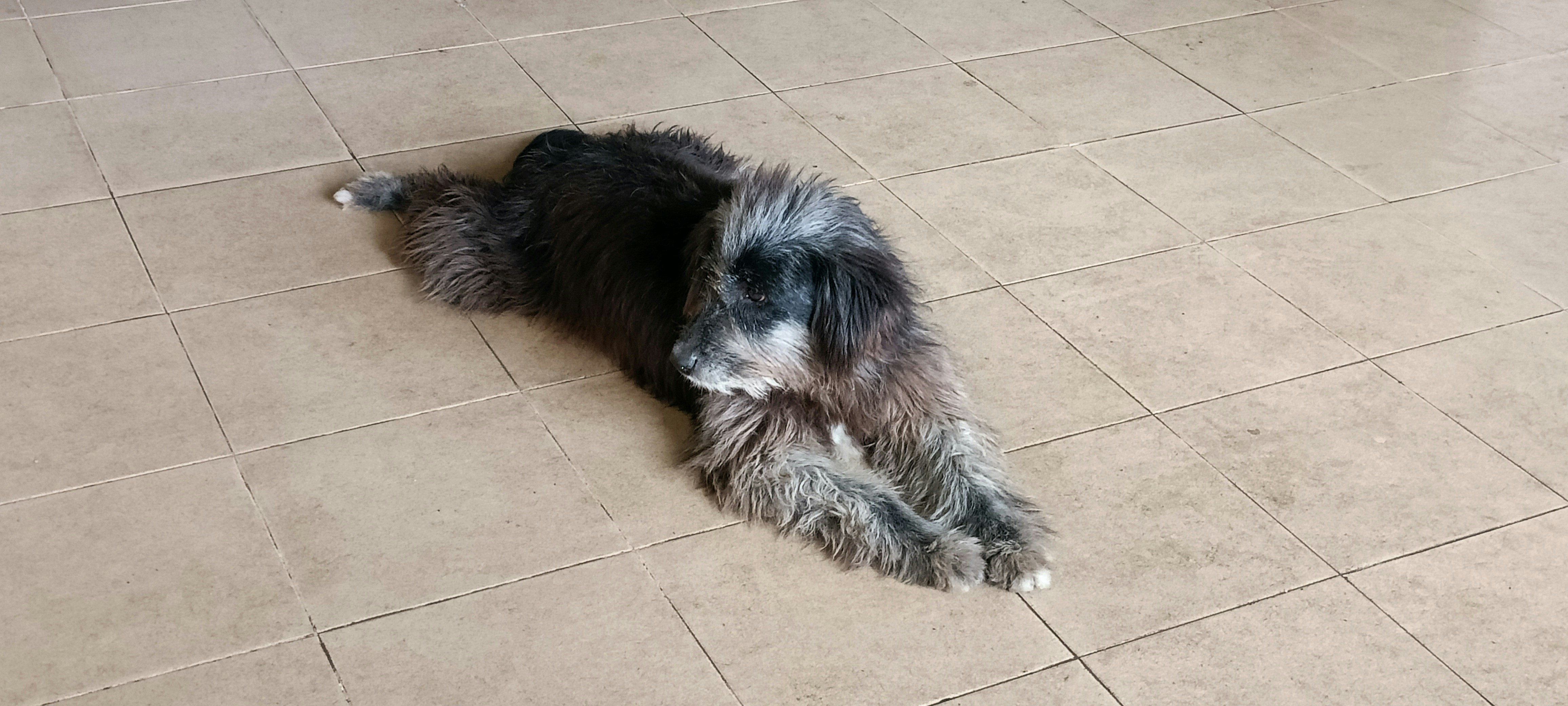 Scruffy terrier lounging on beige tiled floor bathed in natural light.