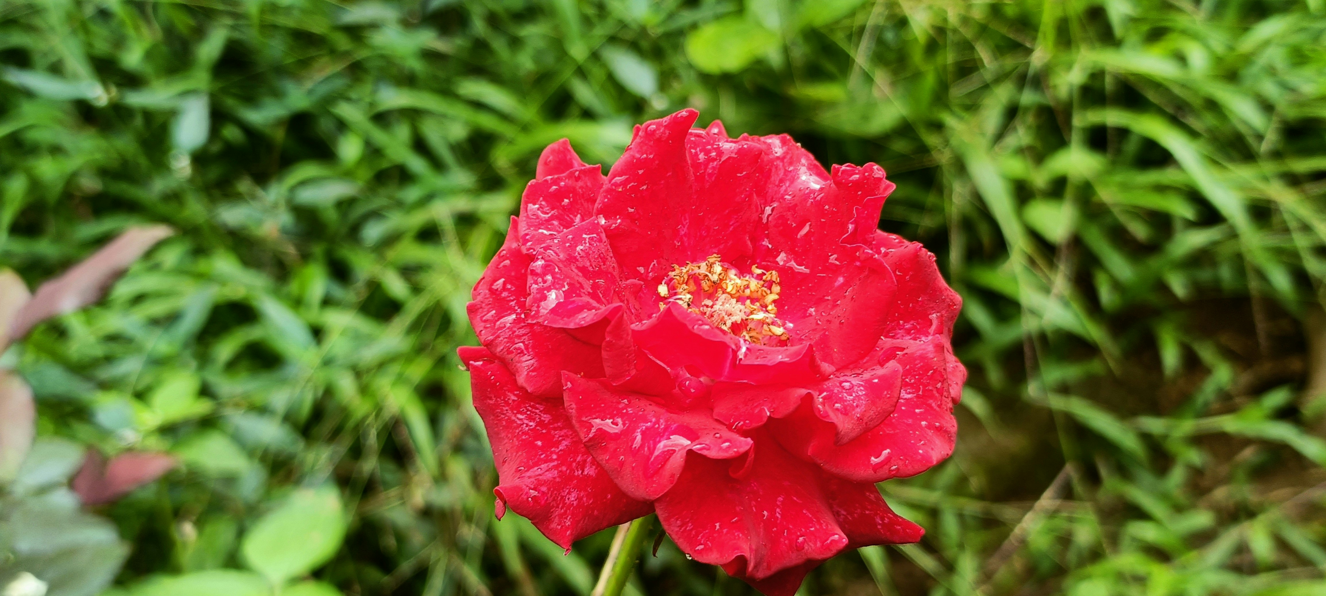 Crimson rose with morning dew sits in a lush garden bed. Petals are in sharp focus with a softly blurred green background.