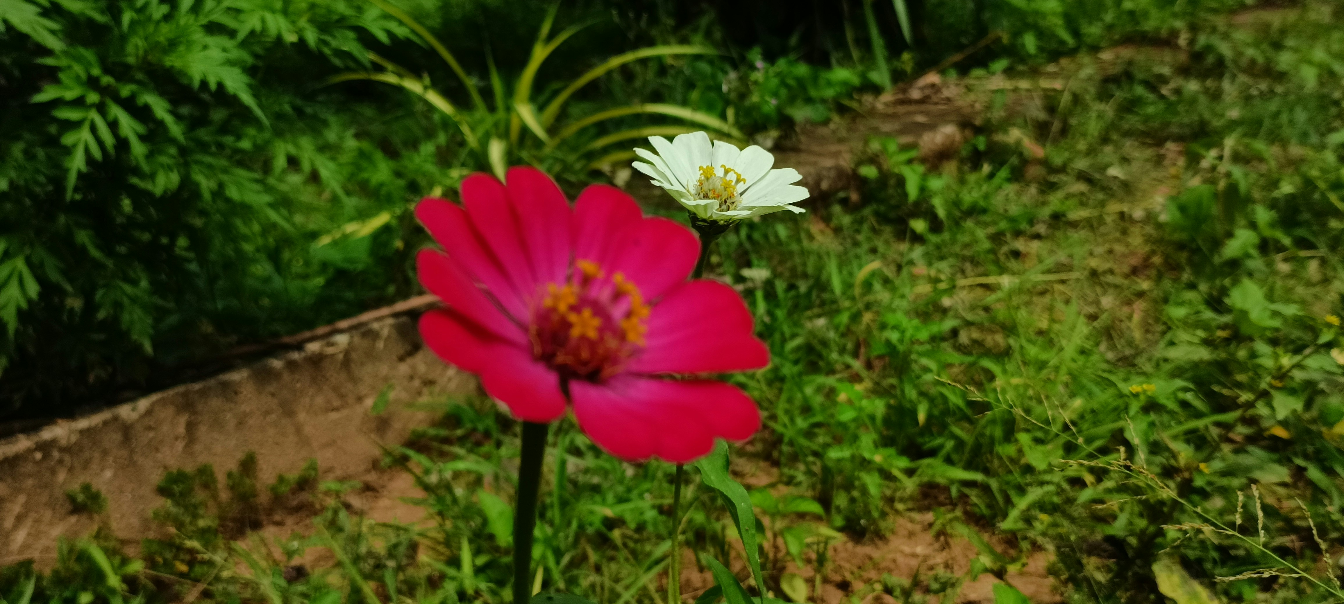 Crimson Bloom in a Quiet Garden