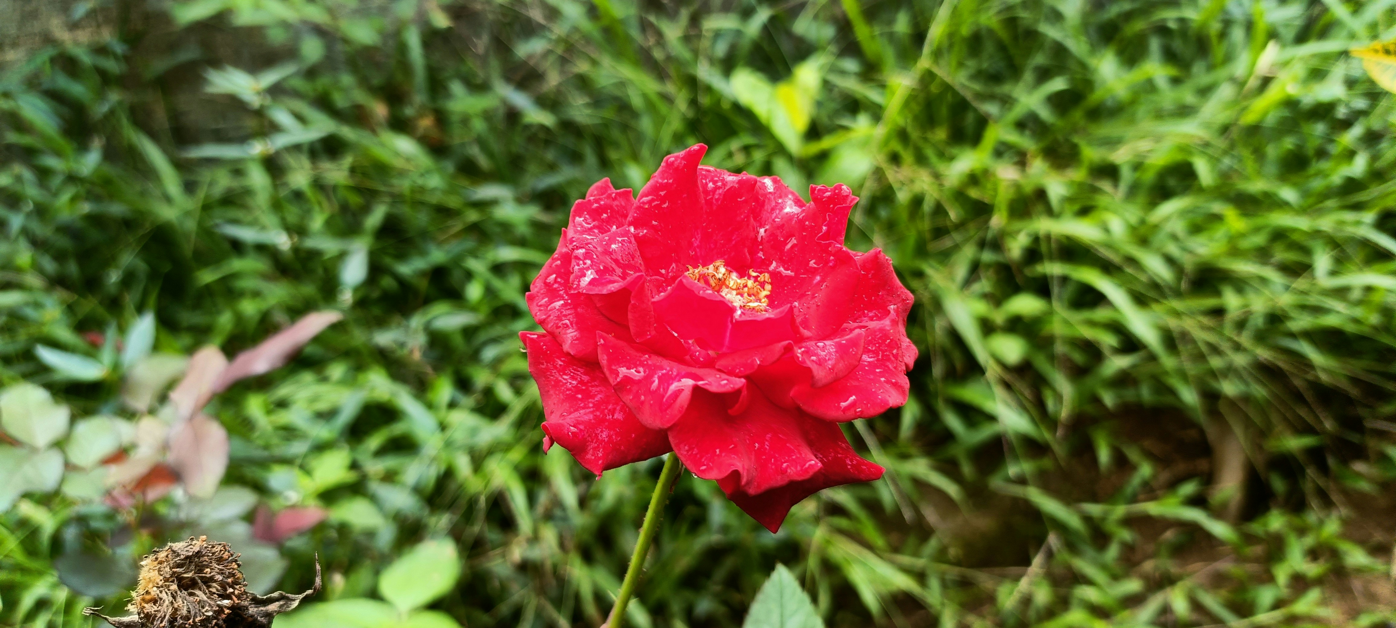 Crimson Rose in a Quiet Green Border