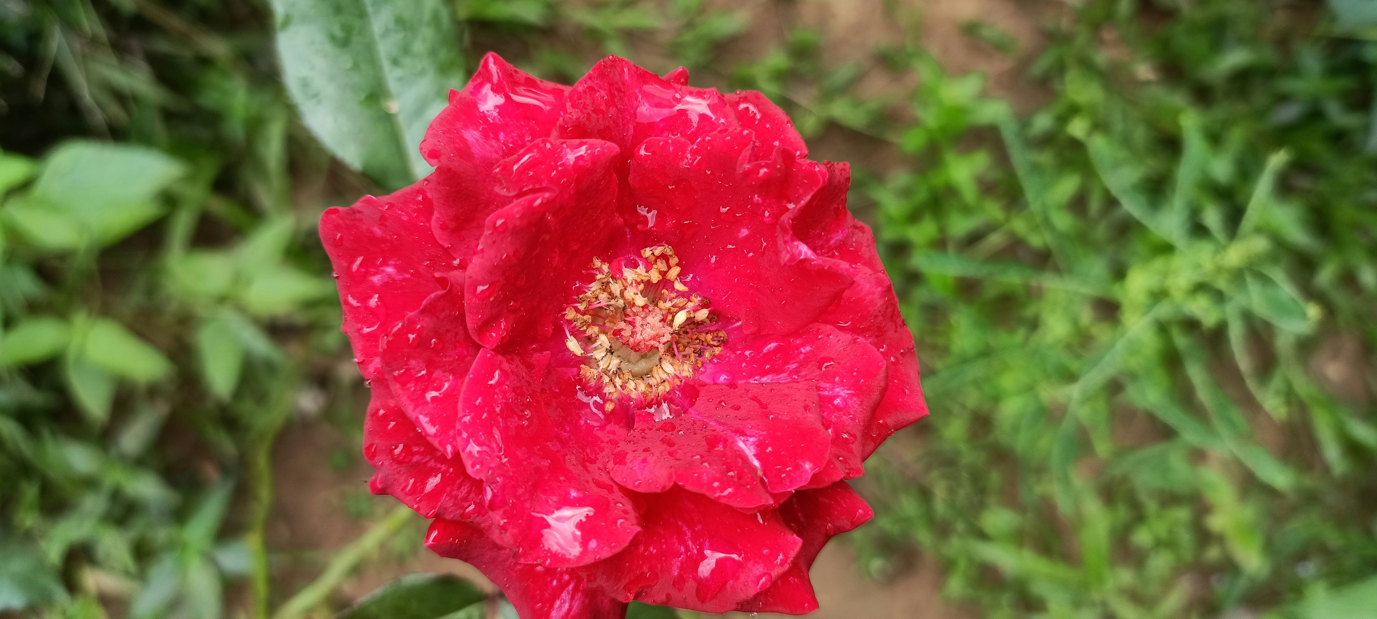 Crimson Rose in Morning Dew: Macro Portrait of Petal Texture