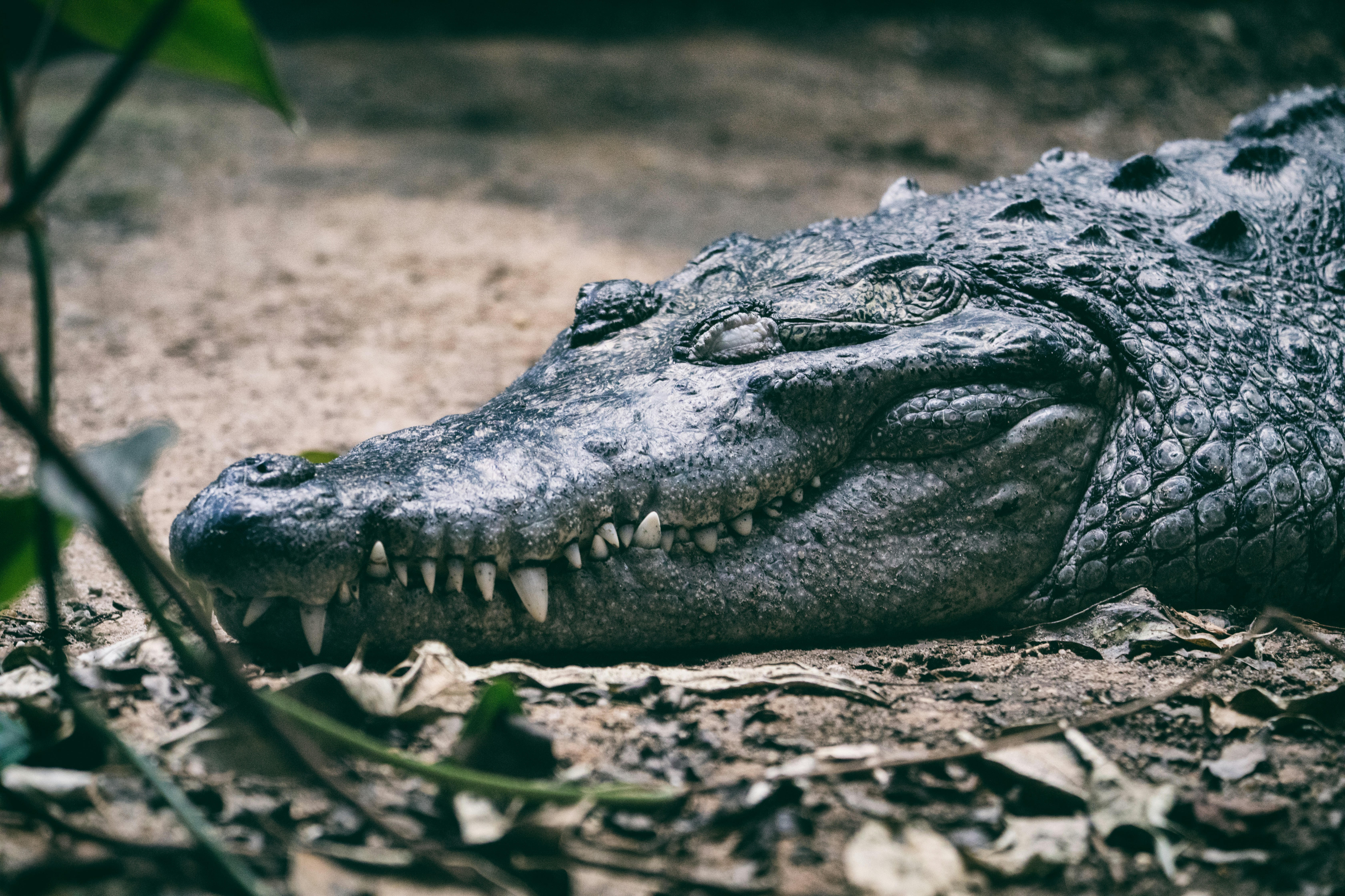 A large alligator is laying on the ground photo – Free Schönbrunn zoo ...