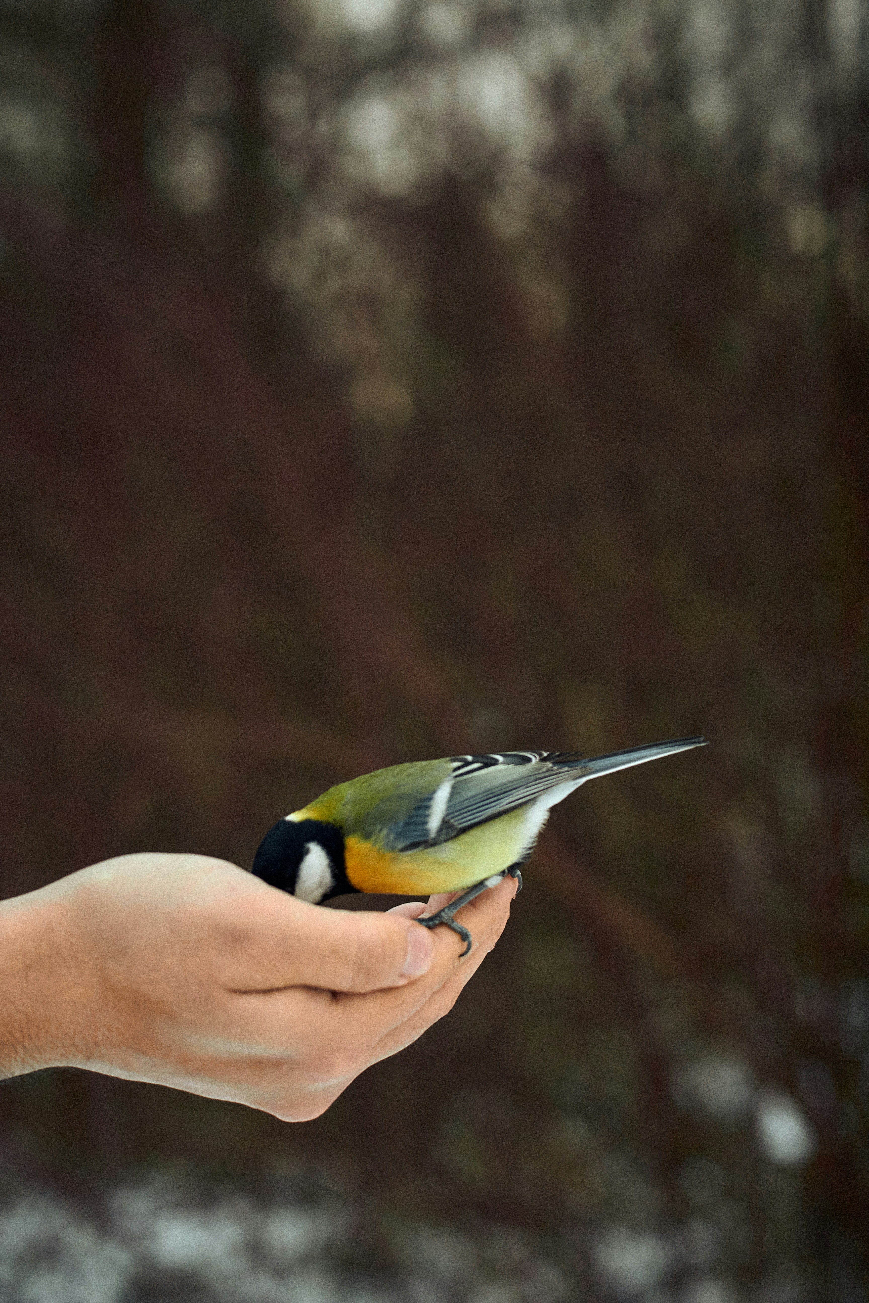 Winter's Quiet Guest: Great Tit Perched on a Hand in Soft Forest Light