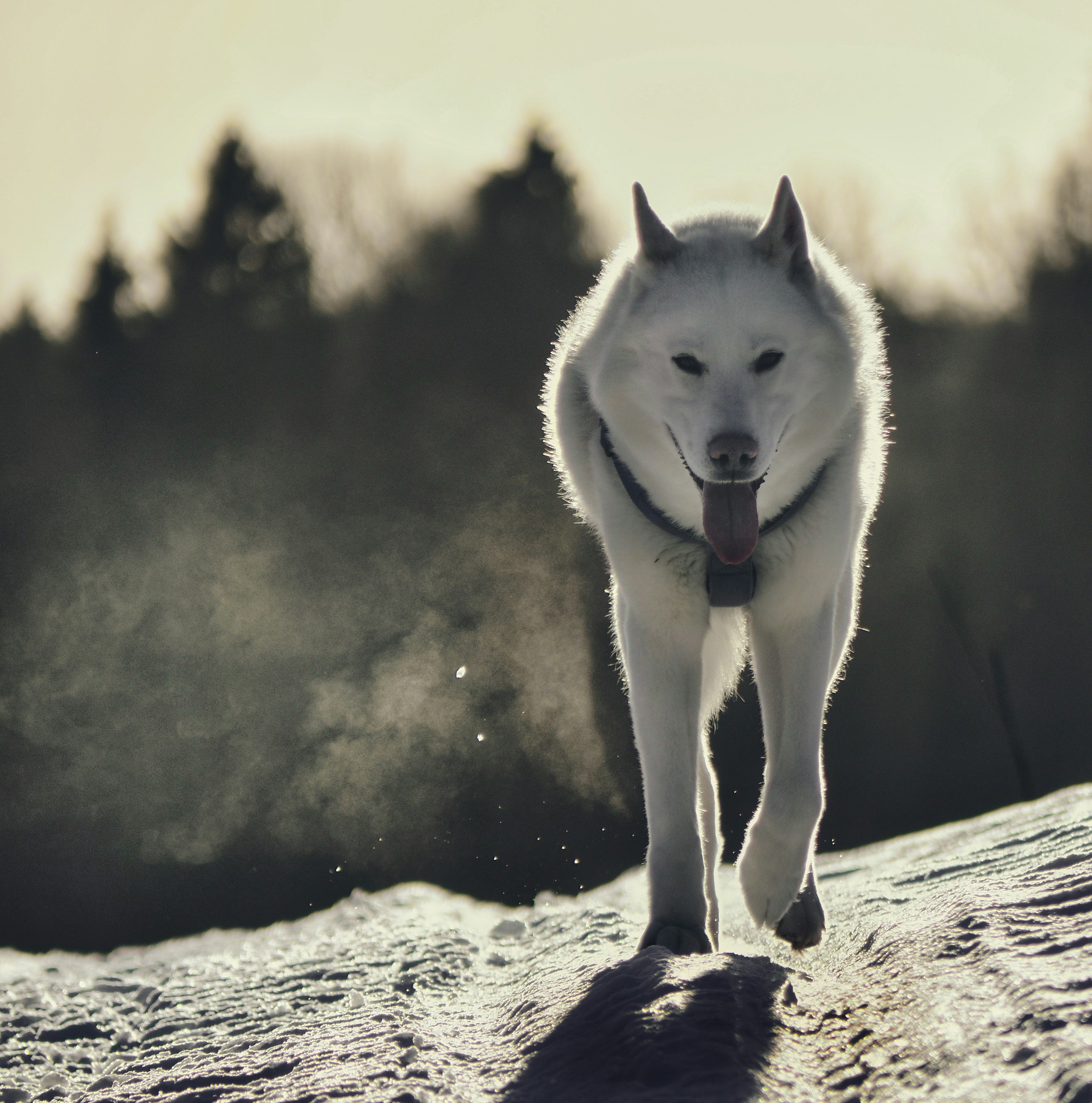 Halo on Snow: A Husky Advances Through Backlit Snow