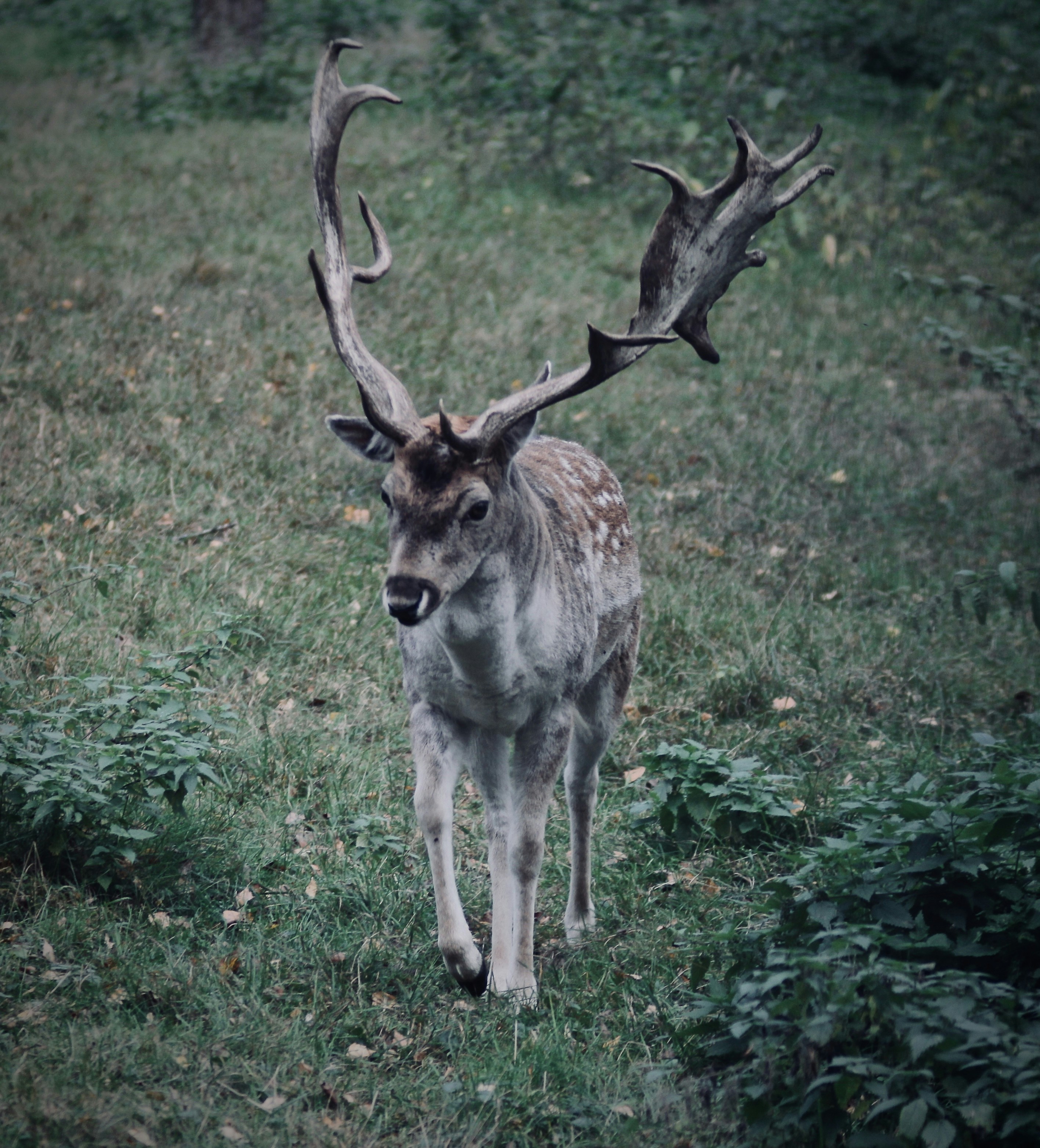 a deer with large antlers standing in a field