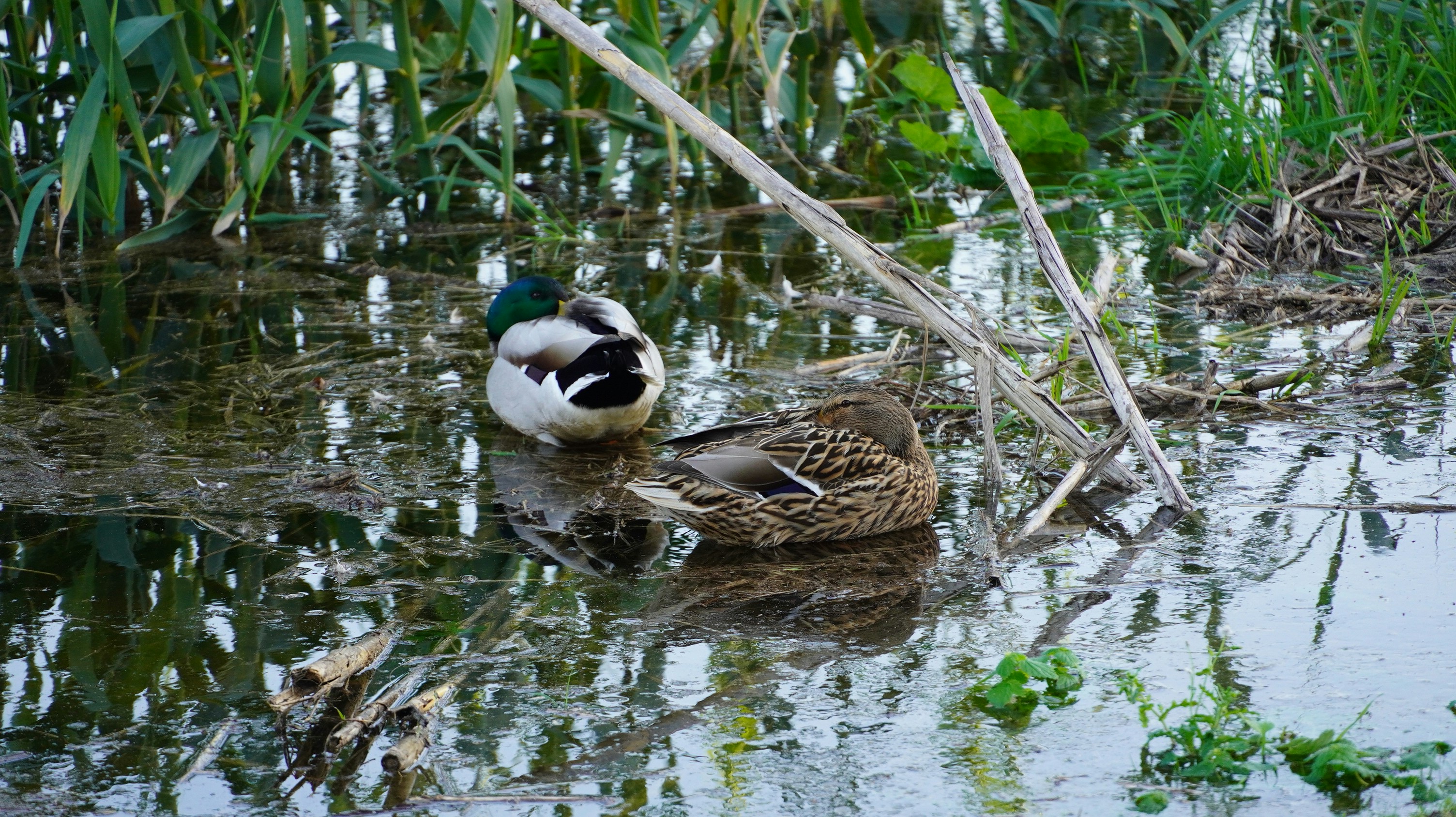 Foto Un pato sentado encima de un cuerpo de agua – Imagen Praia de Mira ...