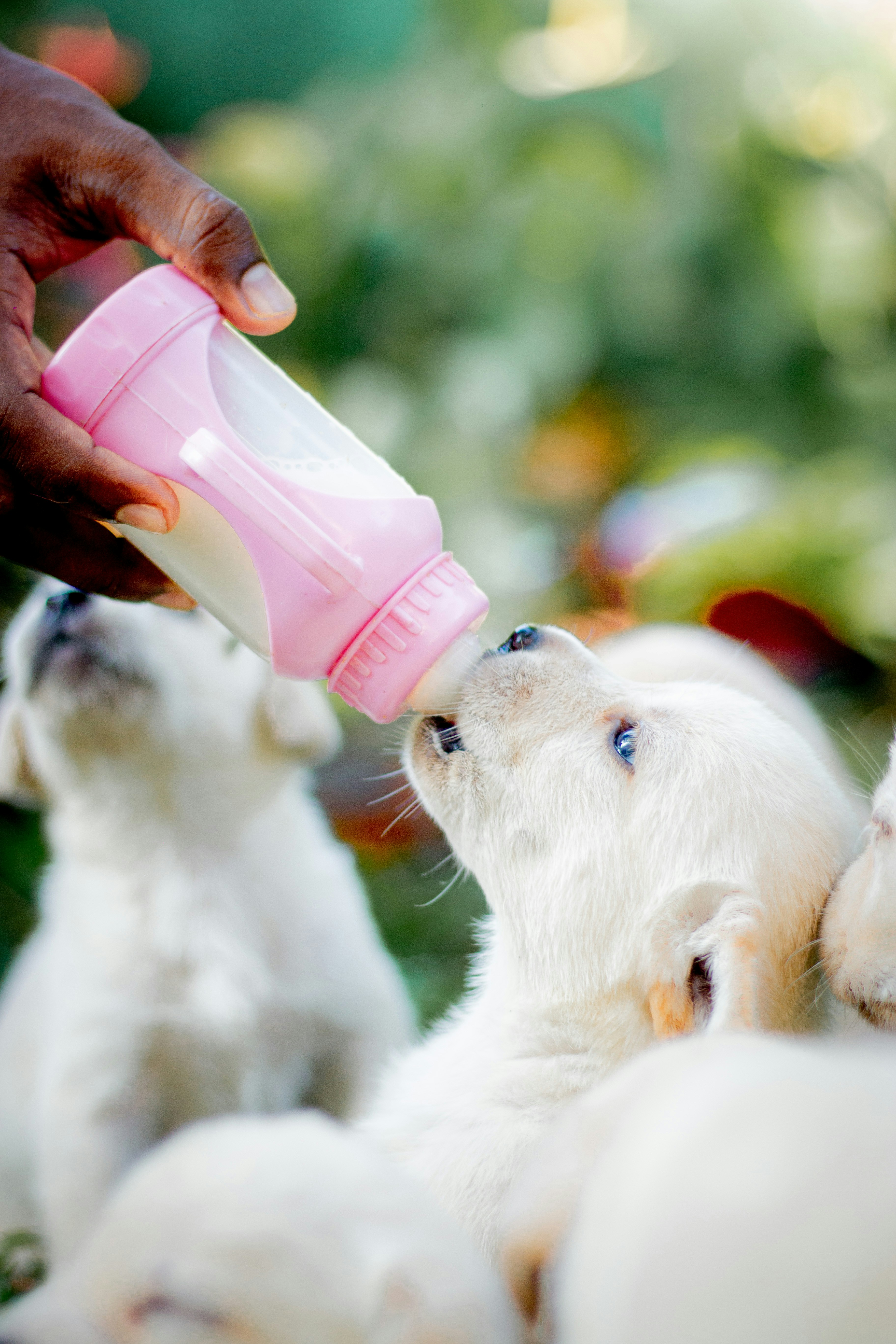 Baby goats drink from a pink bottle in a sunny yard