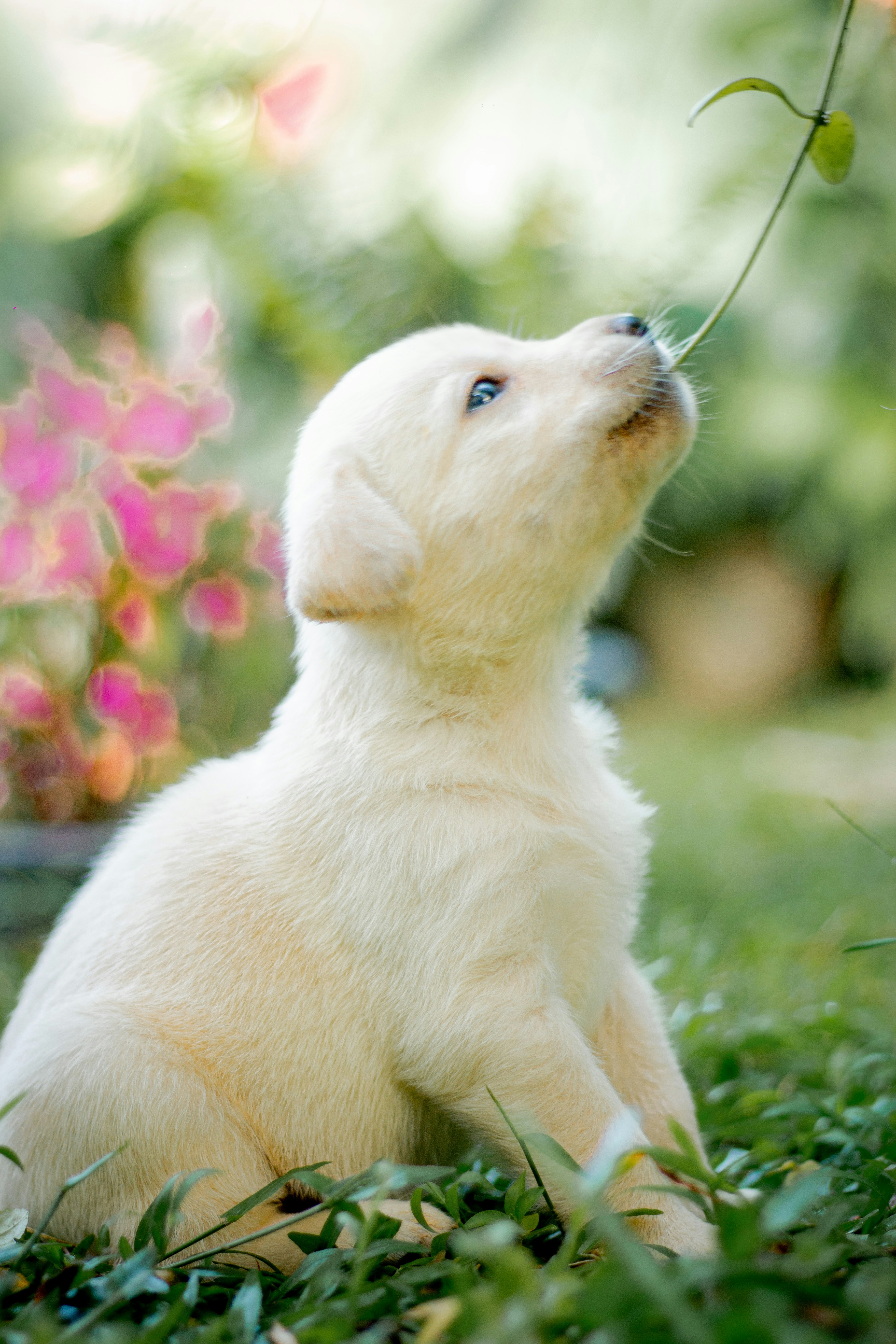 Curious Pup in a Garden Sheen