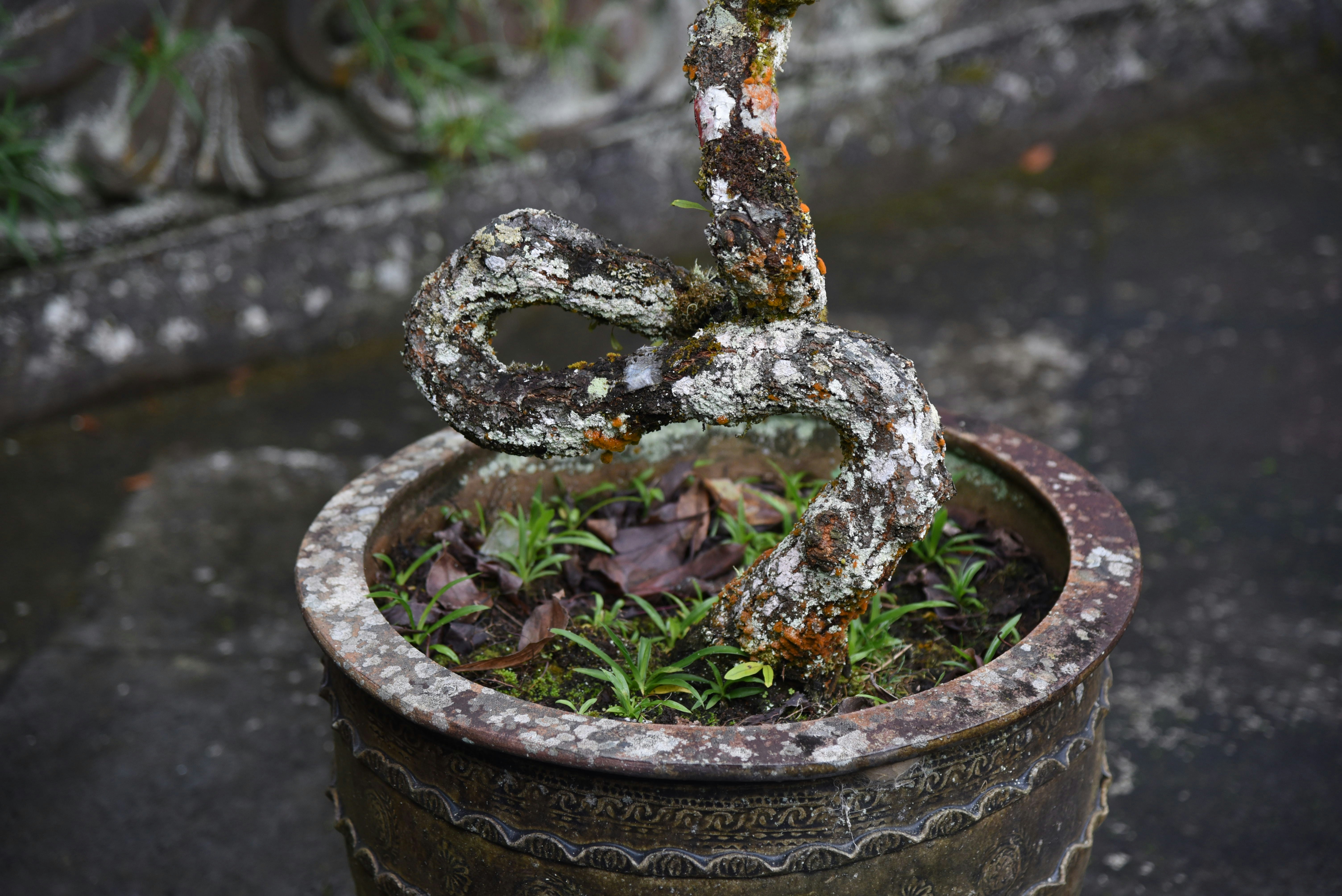 A rusted metal object sitting in a flower pot photo – Free Interior ...