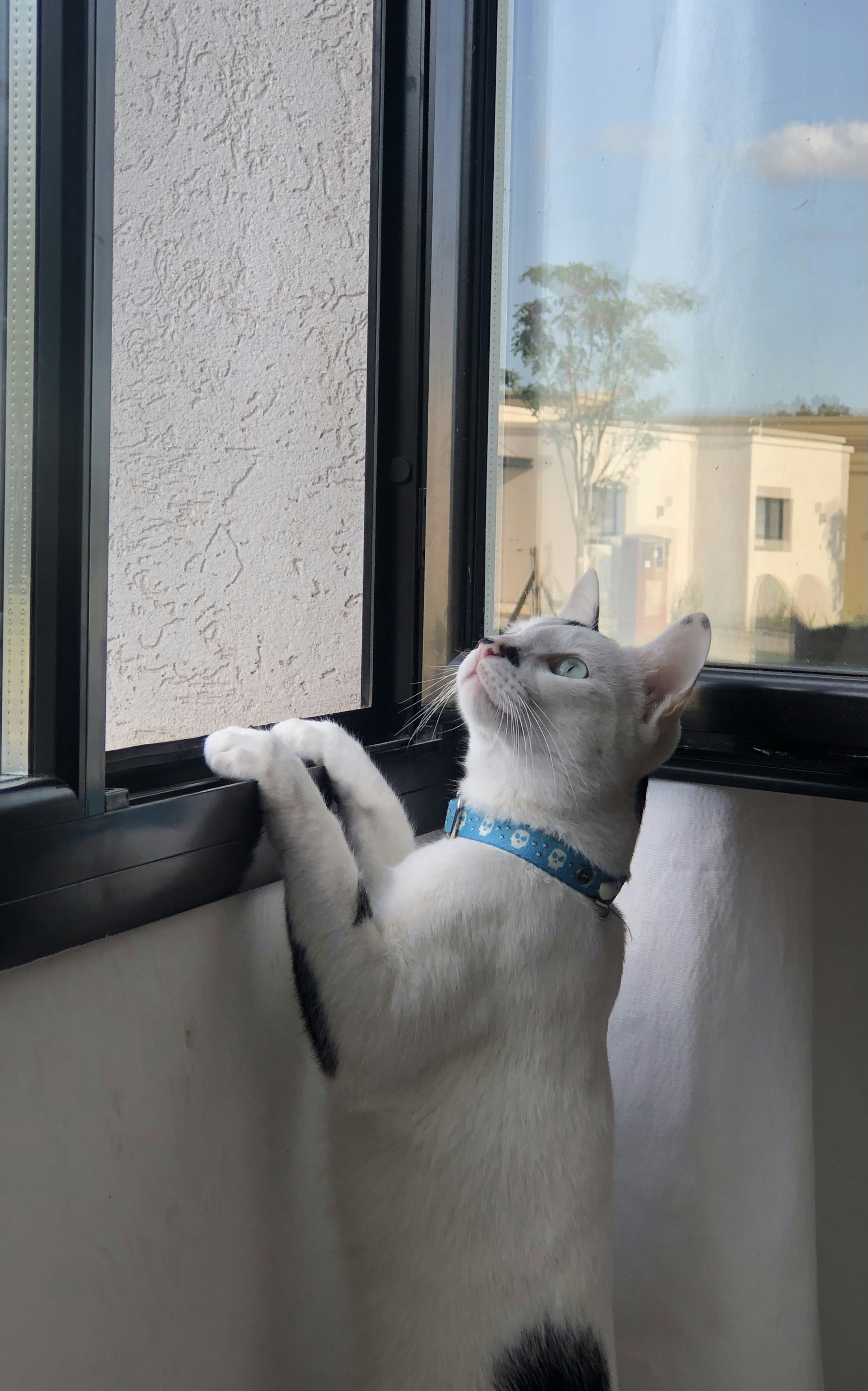 A black and white cat looking out a window photo – Free Image on Unsplash