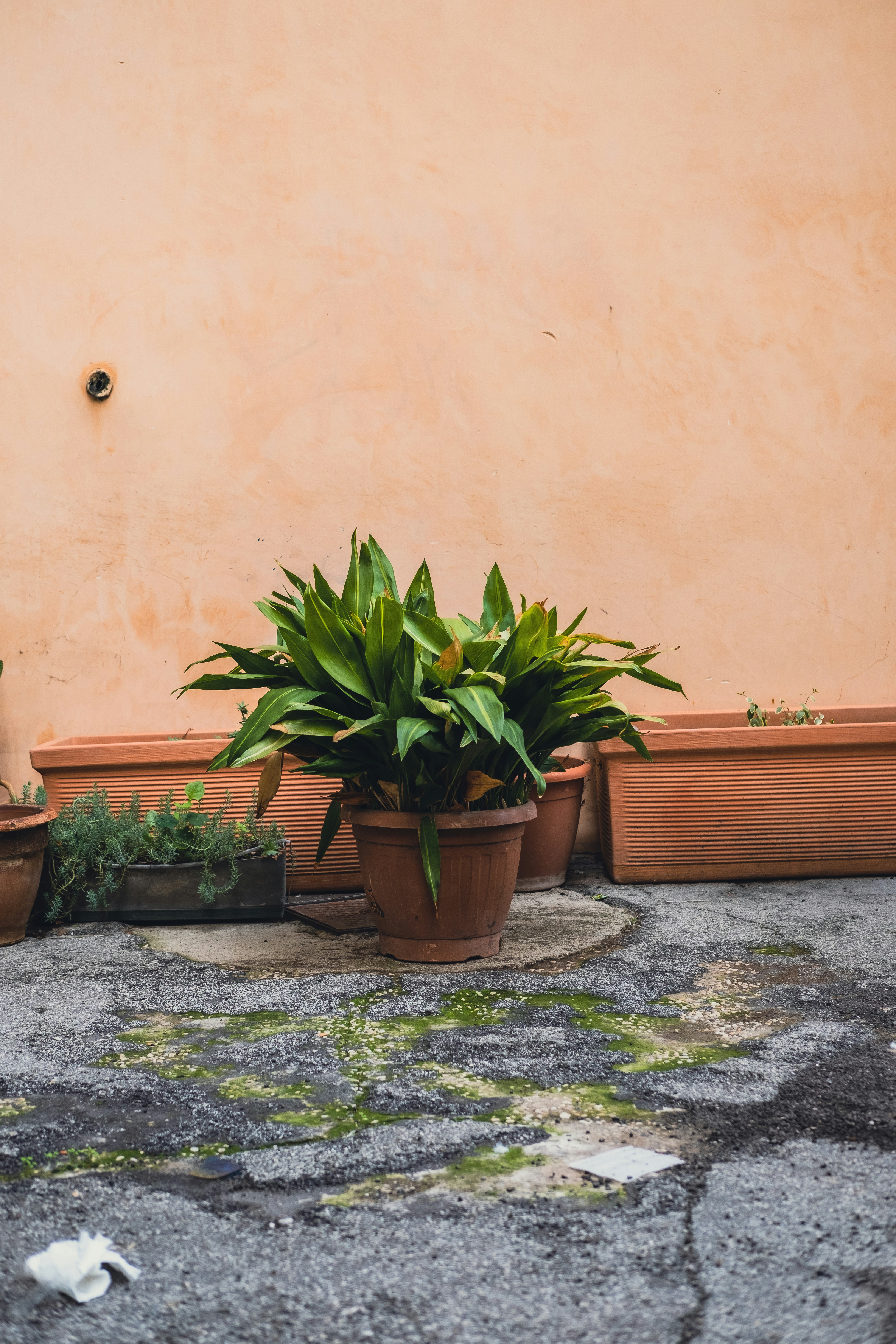 Un couple de plantes en pot assises l’une à côté de l’autre photo ...