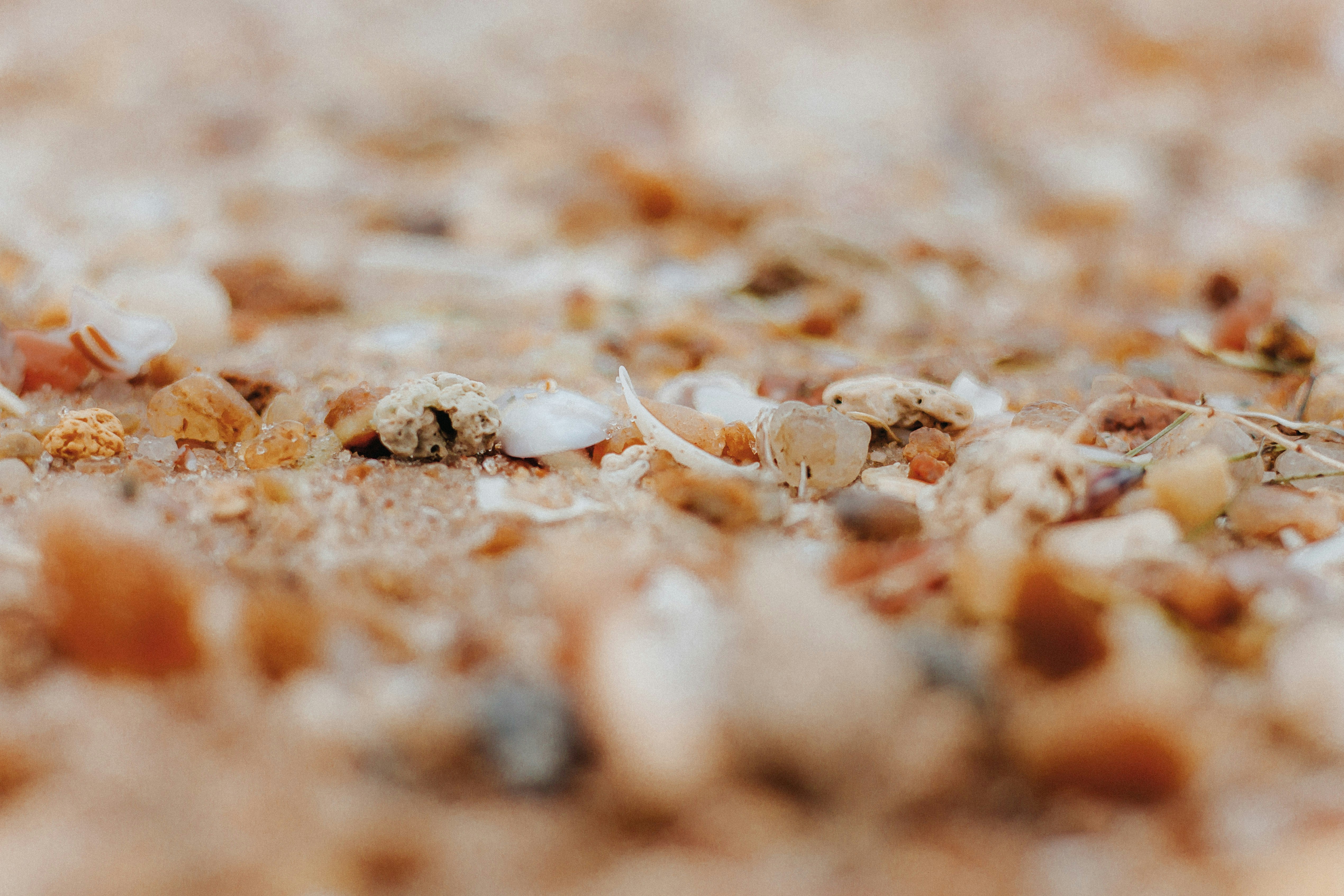 Close-up of small seashells and pebbles scattered across a sandy beach.