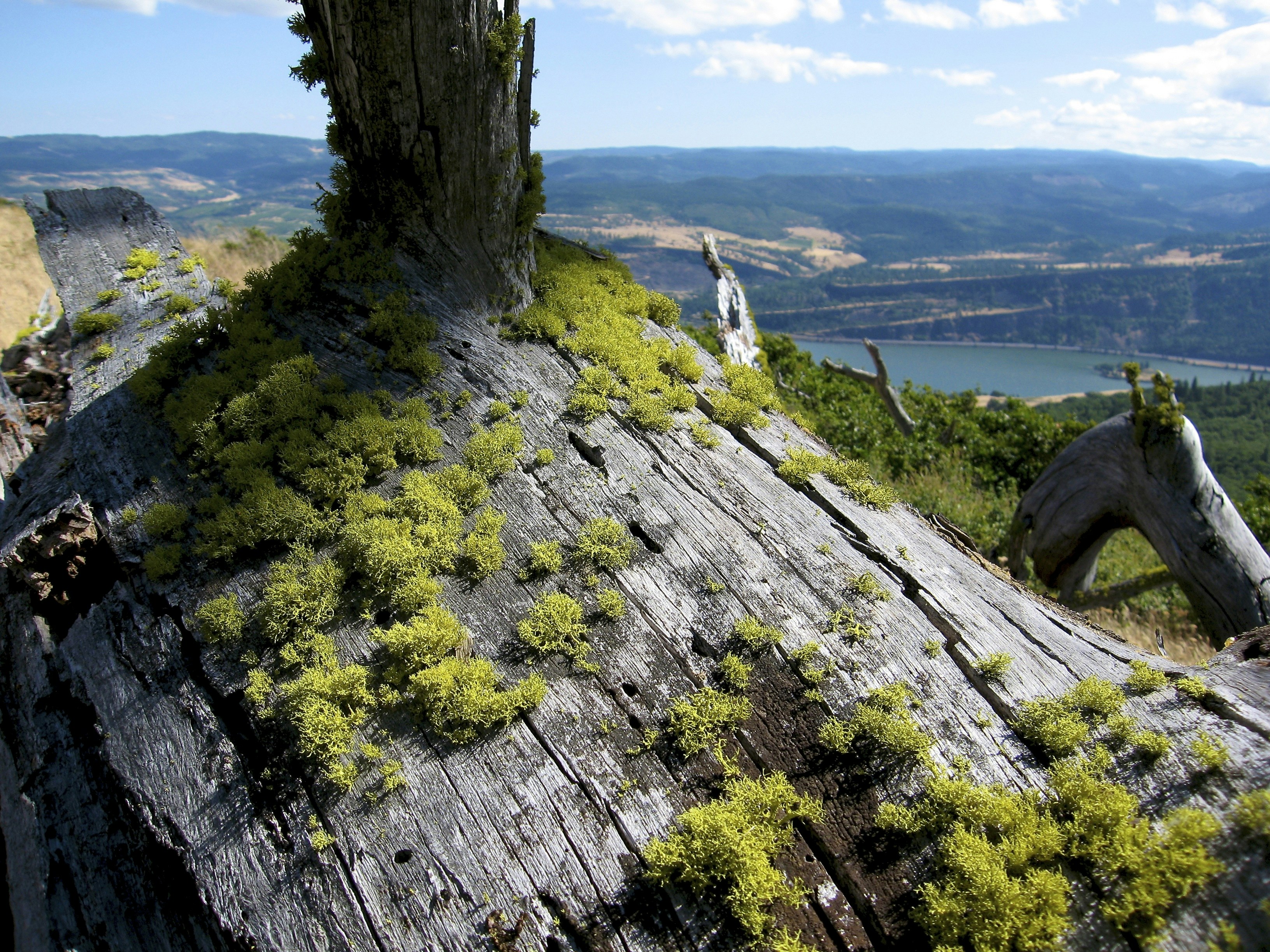Weathered Log Cliffs Overlooking a Distant Lake