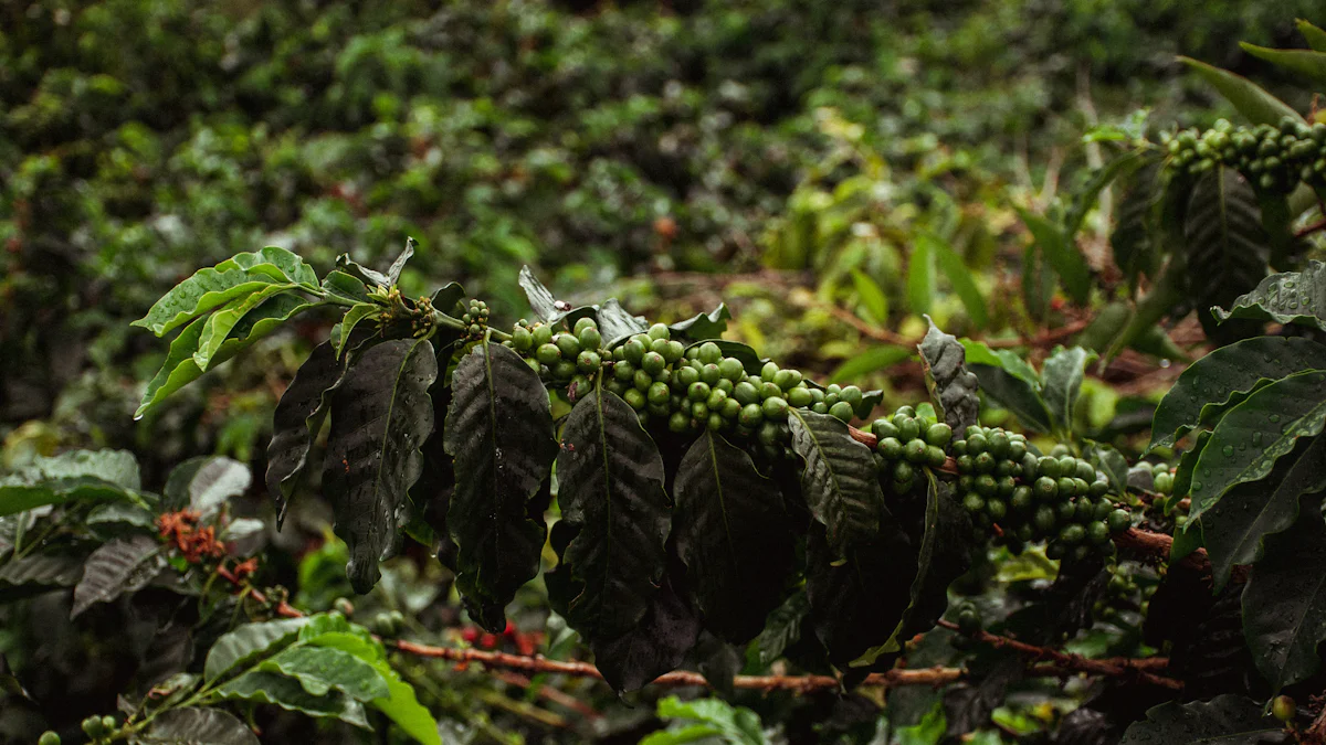 History of Coffee Culture: Unraveling Ancient Origins History of Coffee Culture: Unraveling Ancient Origins