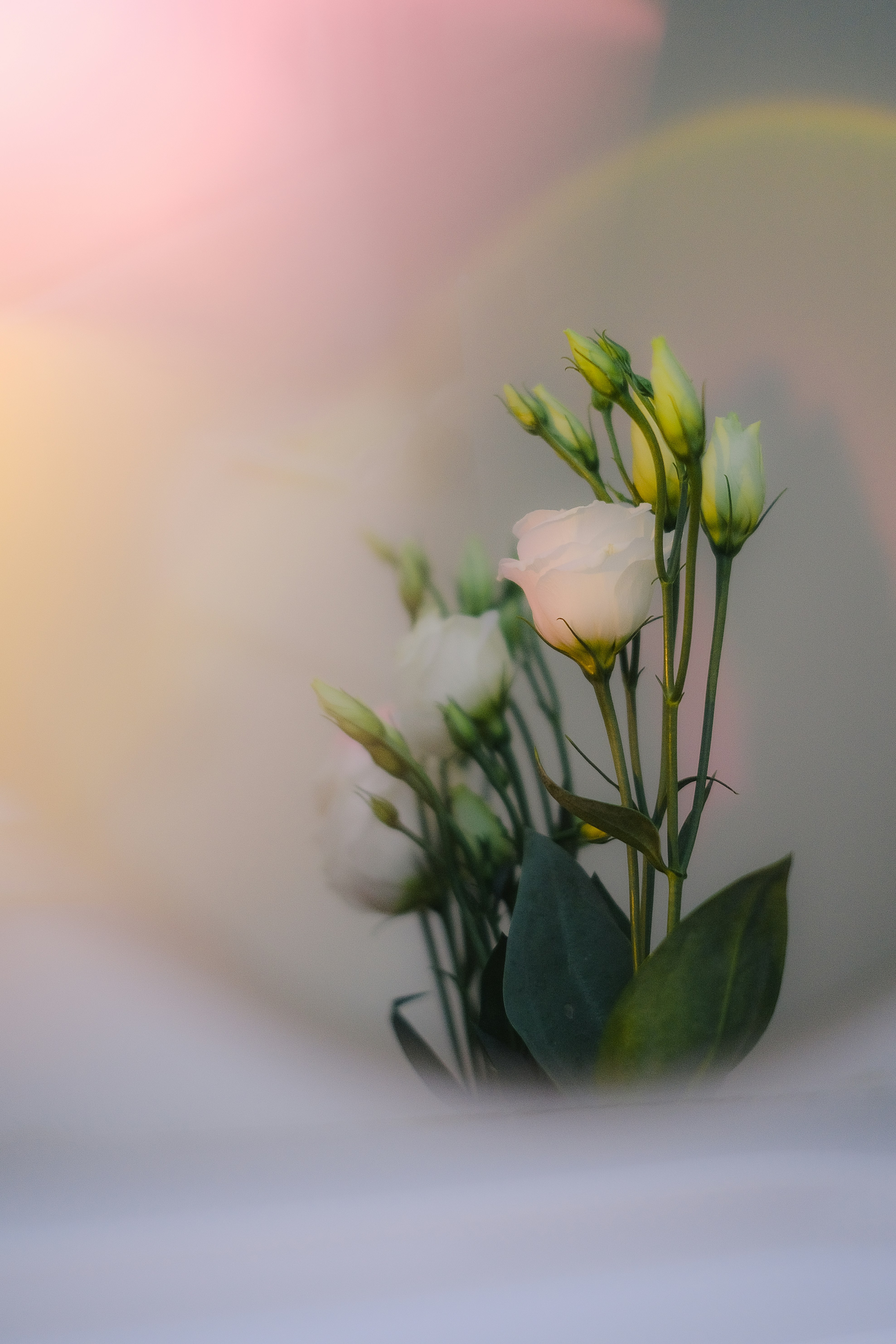 Pastel Bloom: A Close-Up Study of White Buds in Soft Glow