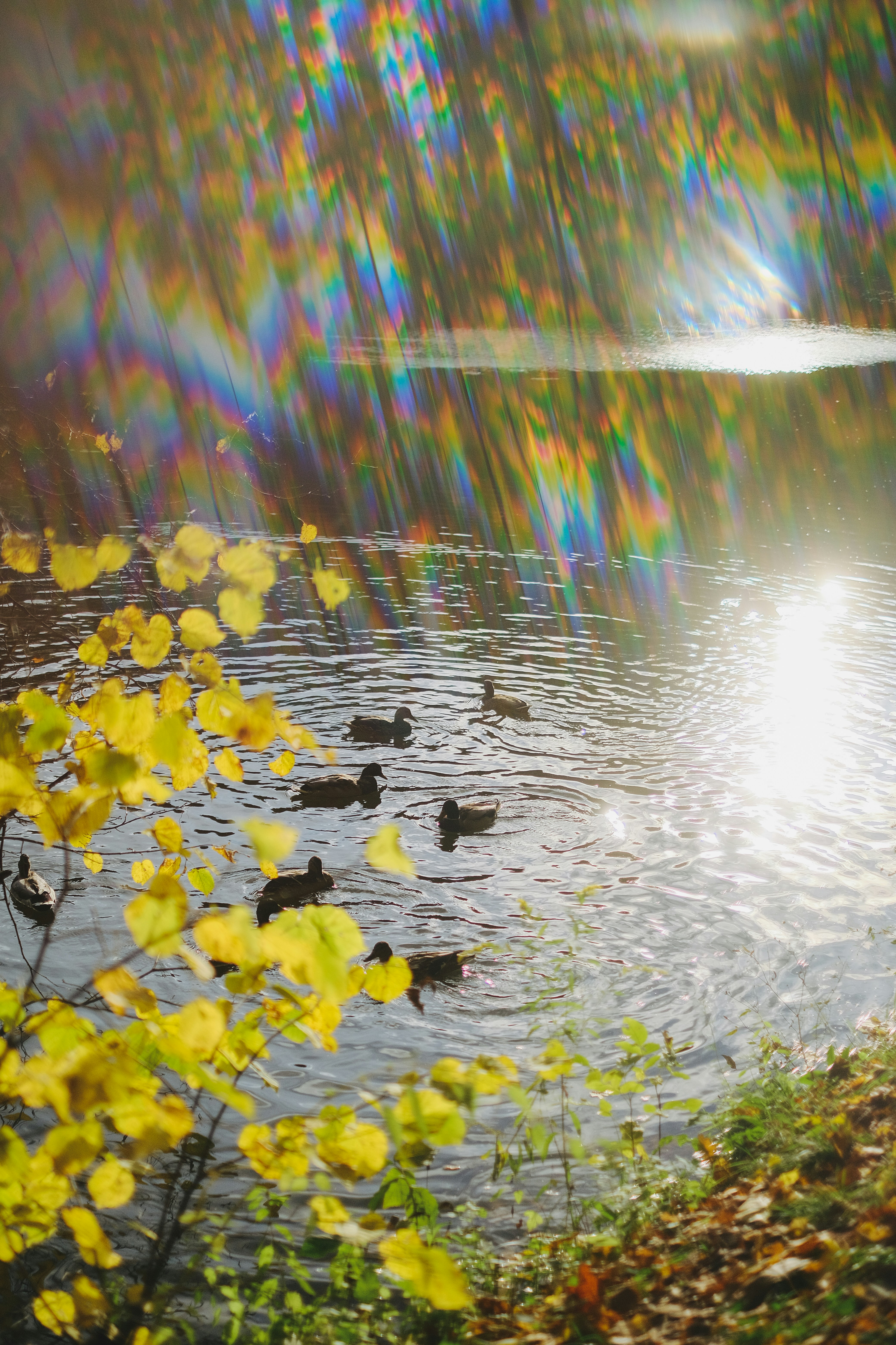 Prismatic ducks on shimmering lake under sunlit autumn canopy