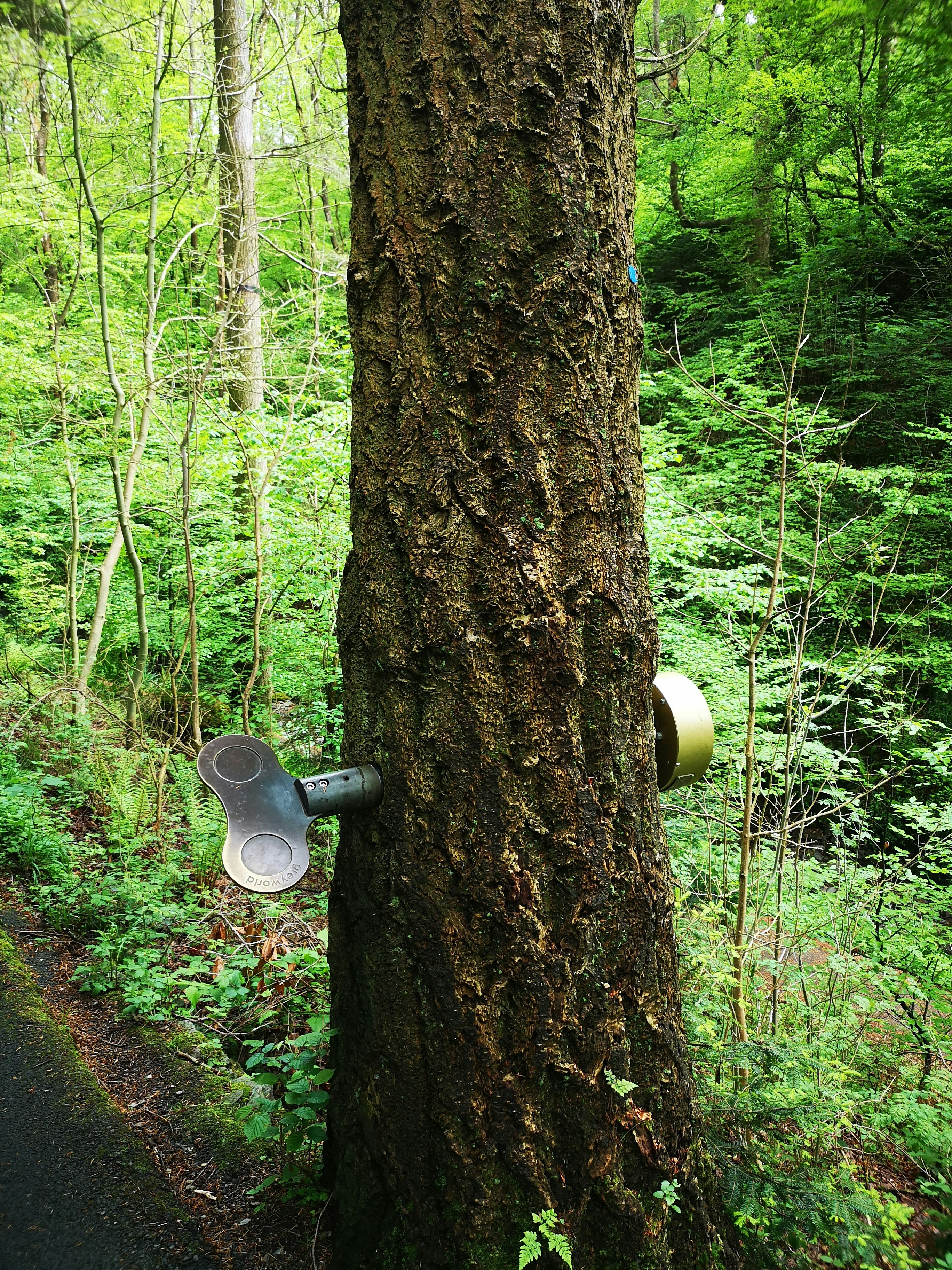 Photo by Kerry Nicholson with Huawei P20 Pro