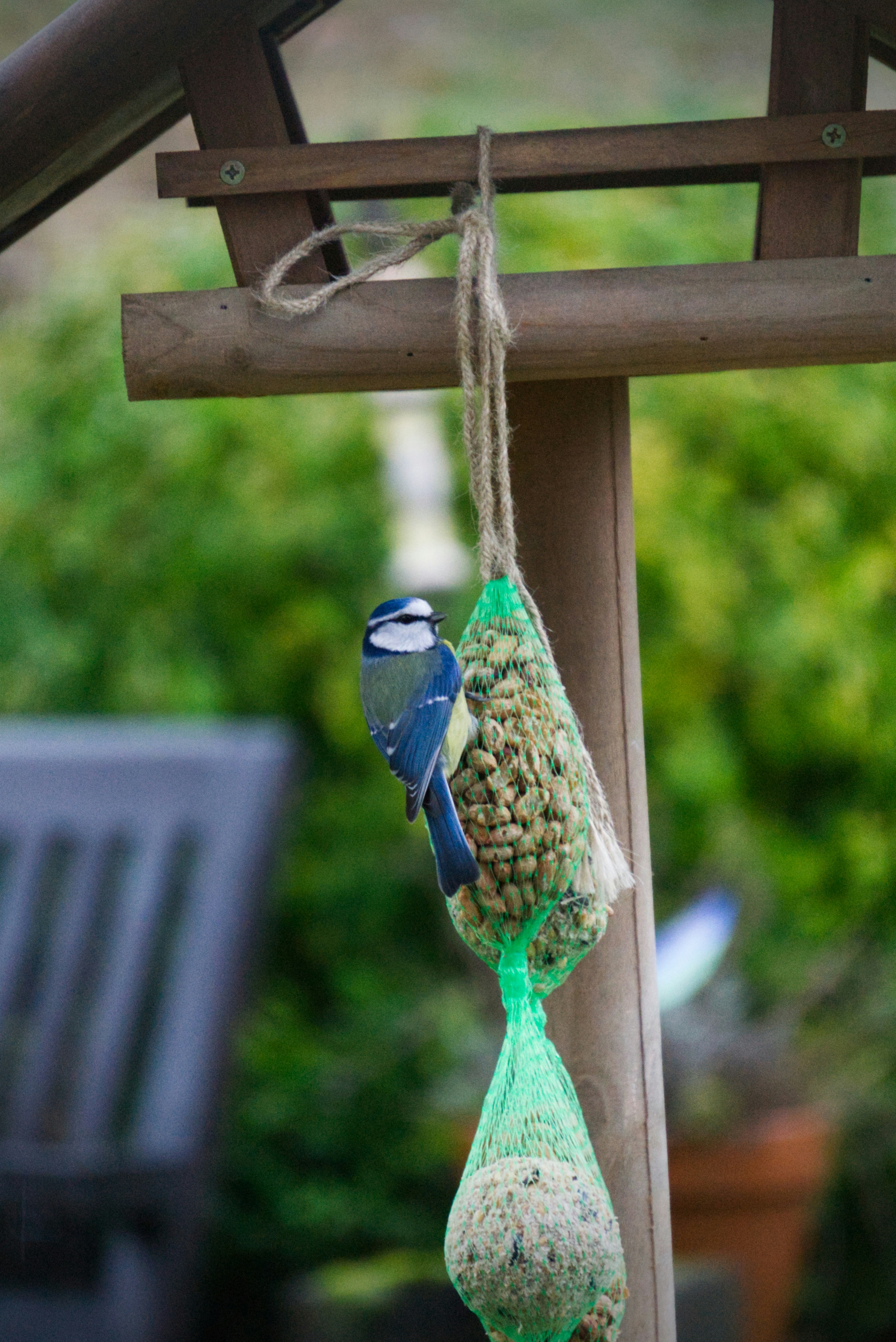 Blue Tit Graces a Seed-Feeder Pendant in a Quiet Garden