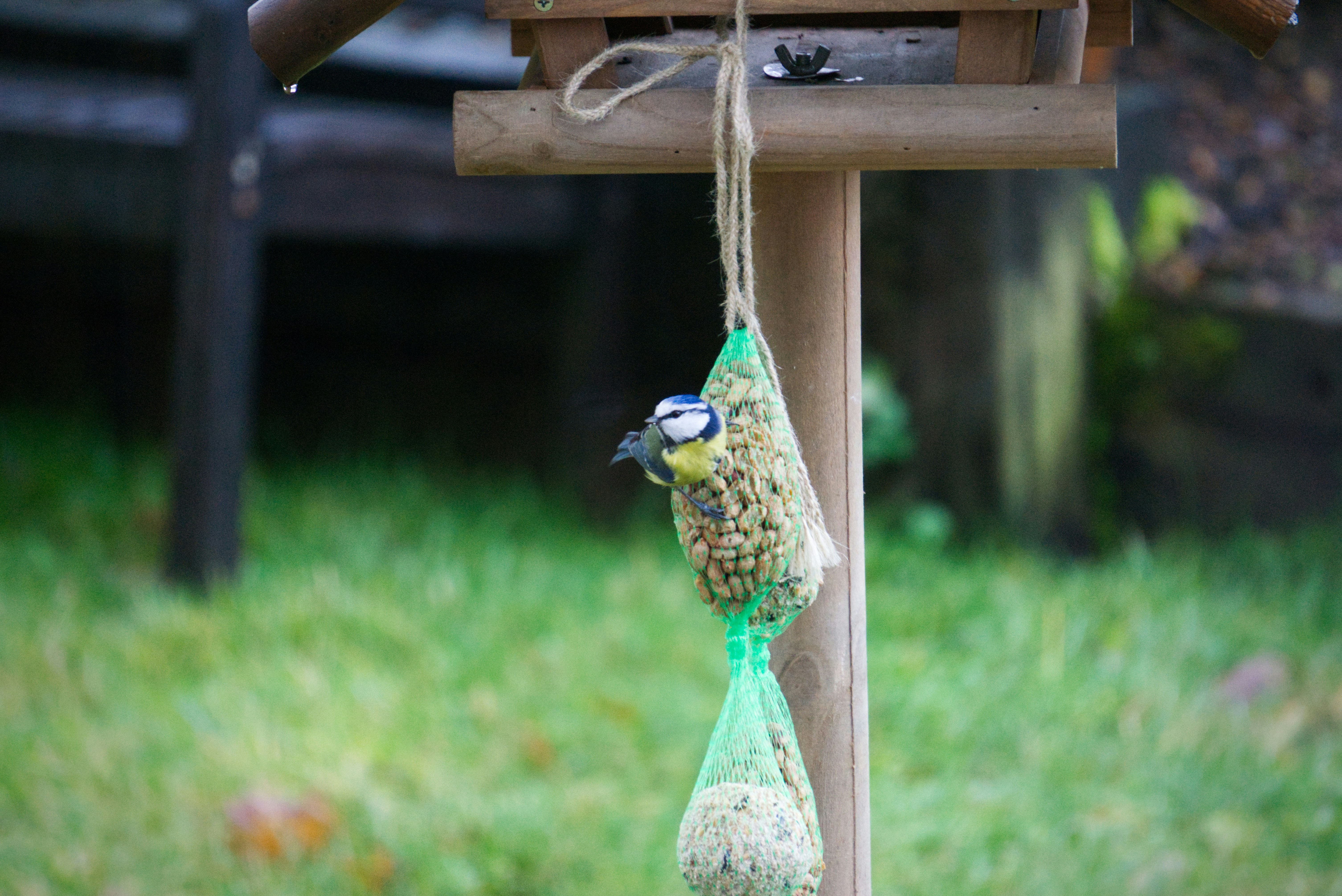 Blue tit at a bird house