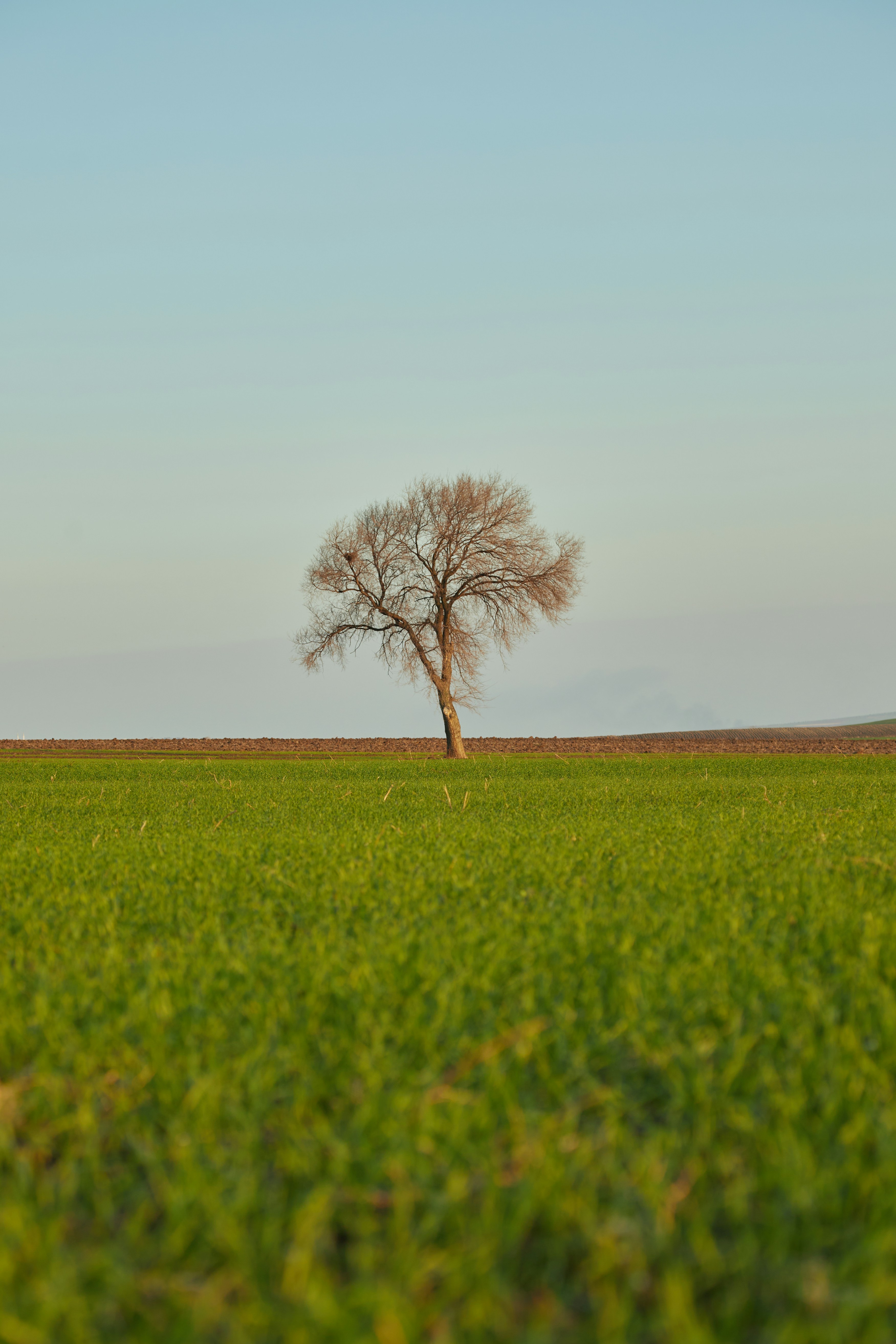 A lone tree stands alone in a green field photo – Free Nature Image on ...