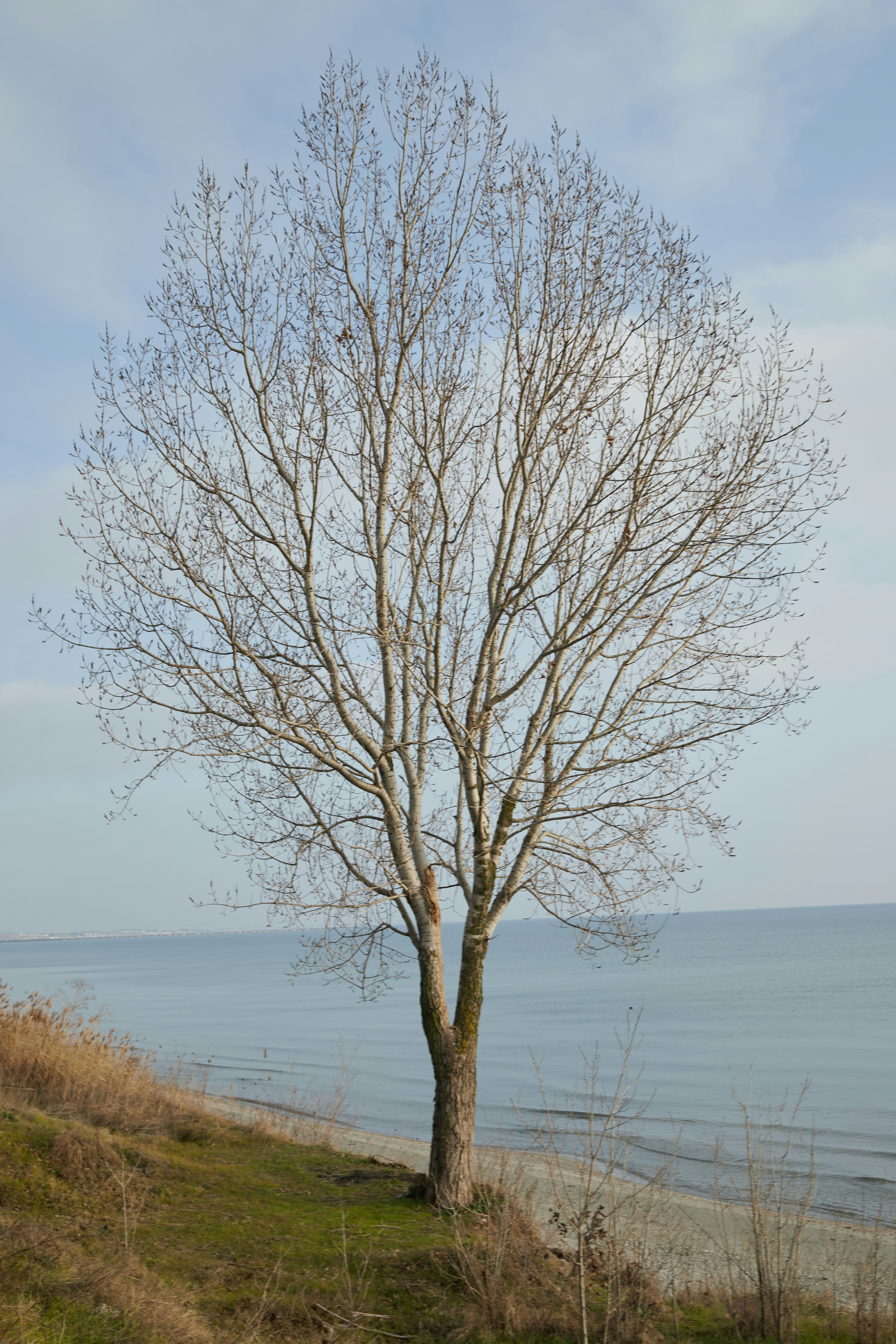 A lone tree on a hill overlooking the ocean photo – Free Single tree ...